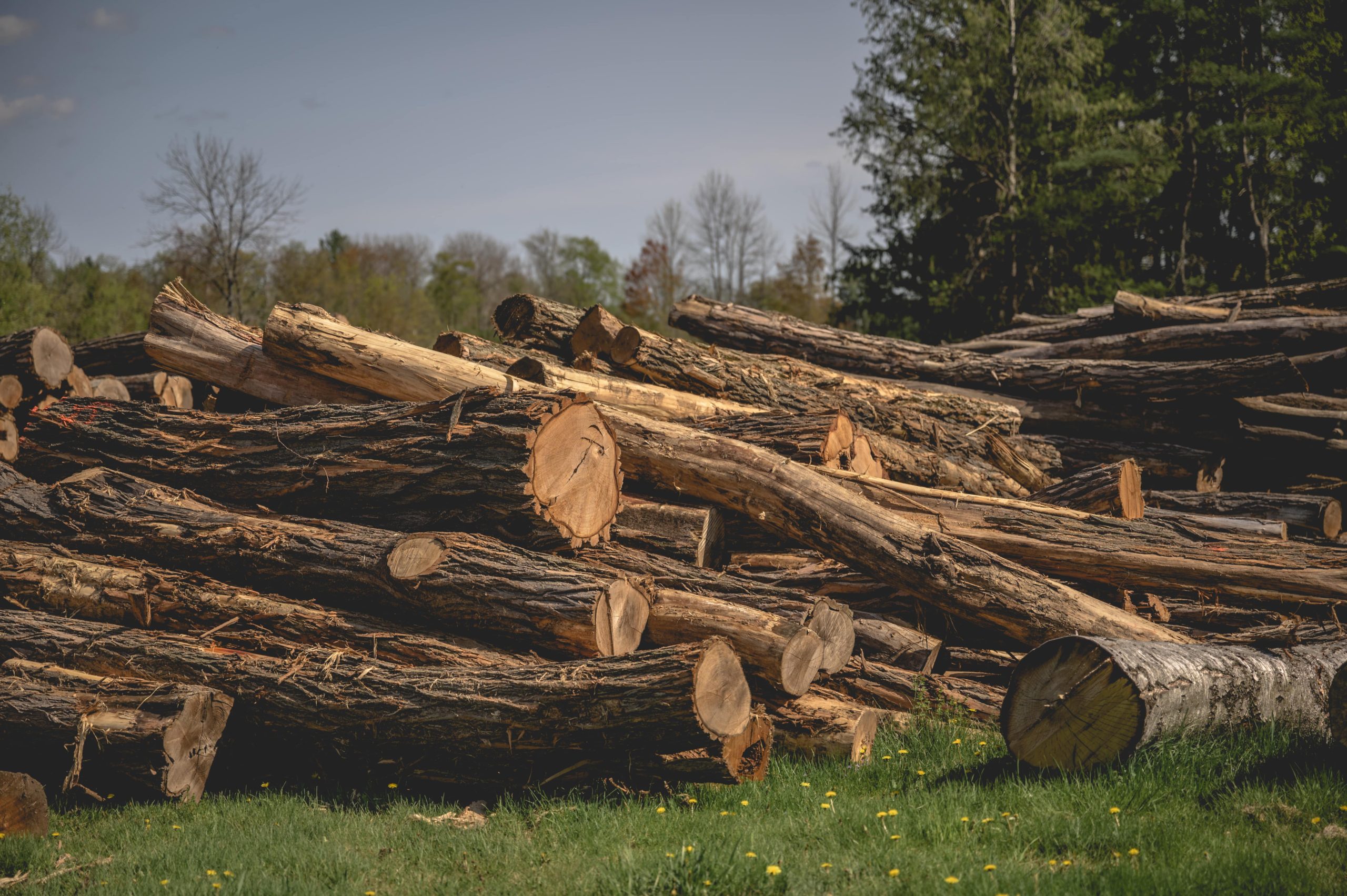 Gallery - Black Locust