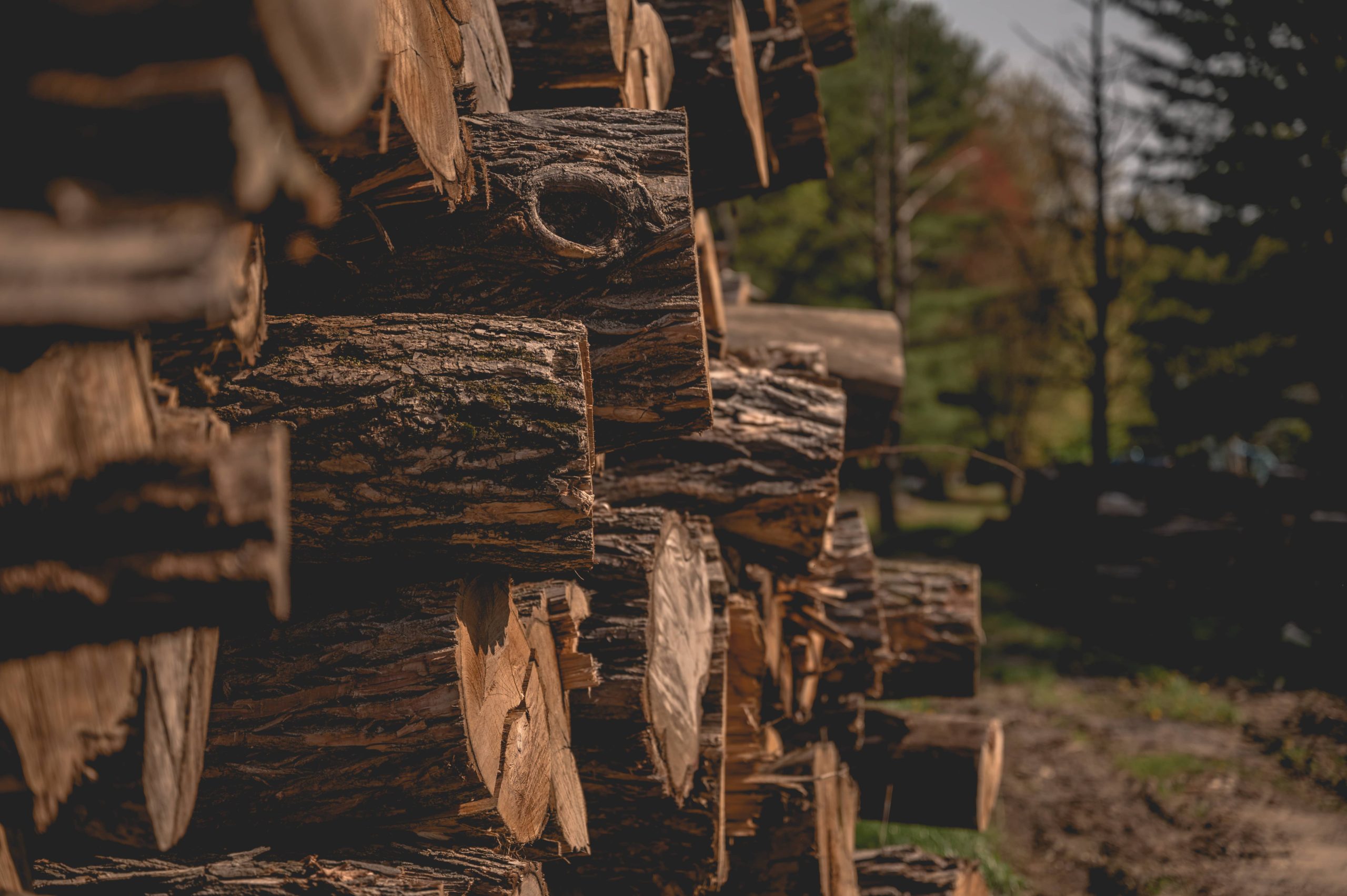 Gallery - Black Locust