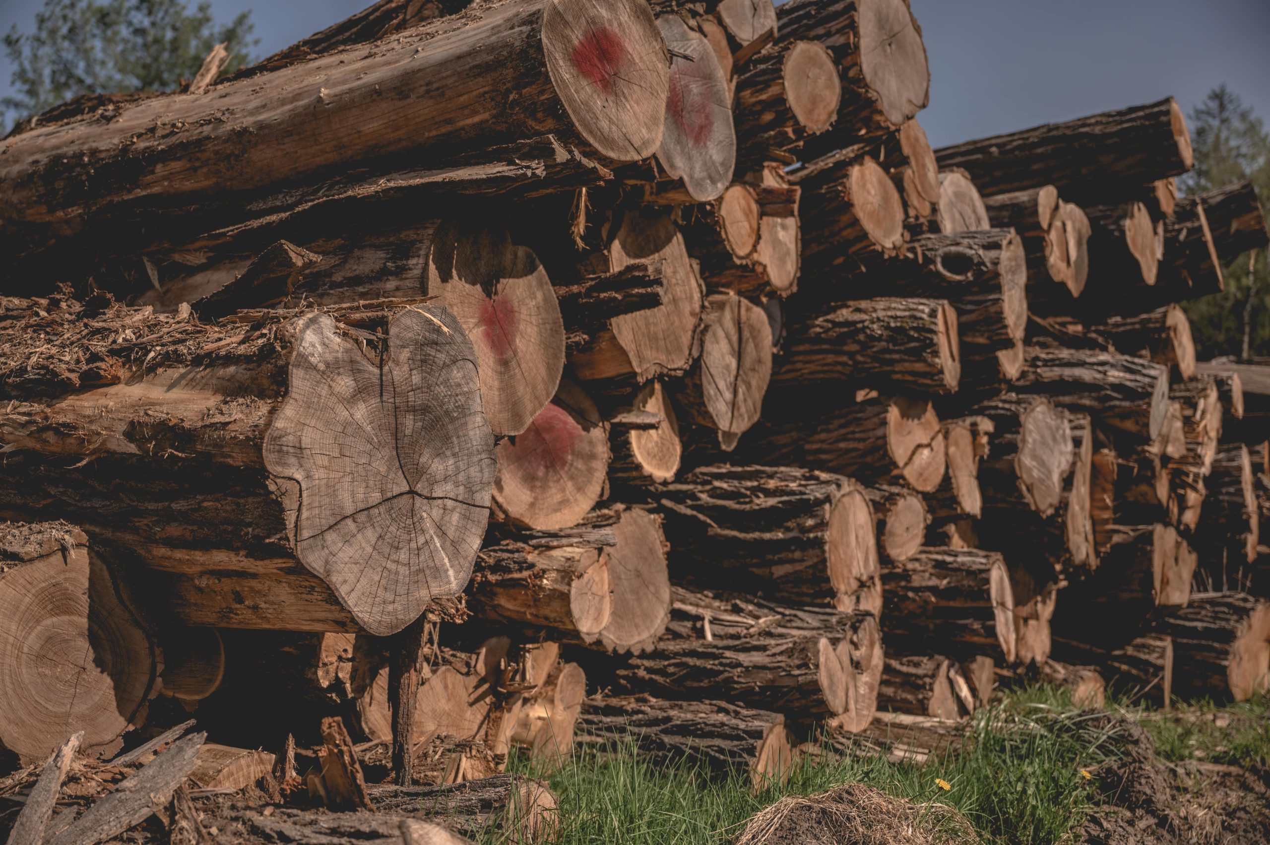 Gallery - Black Locust