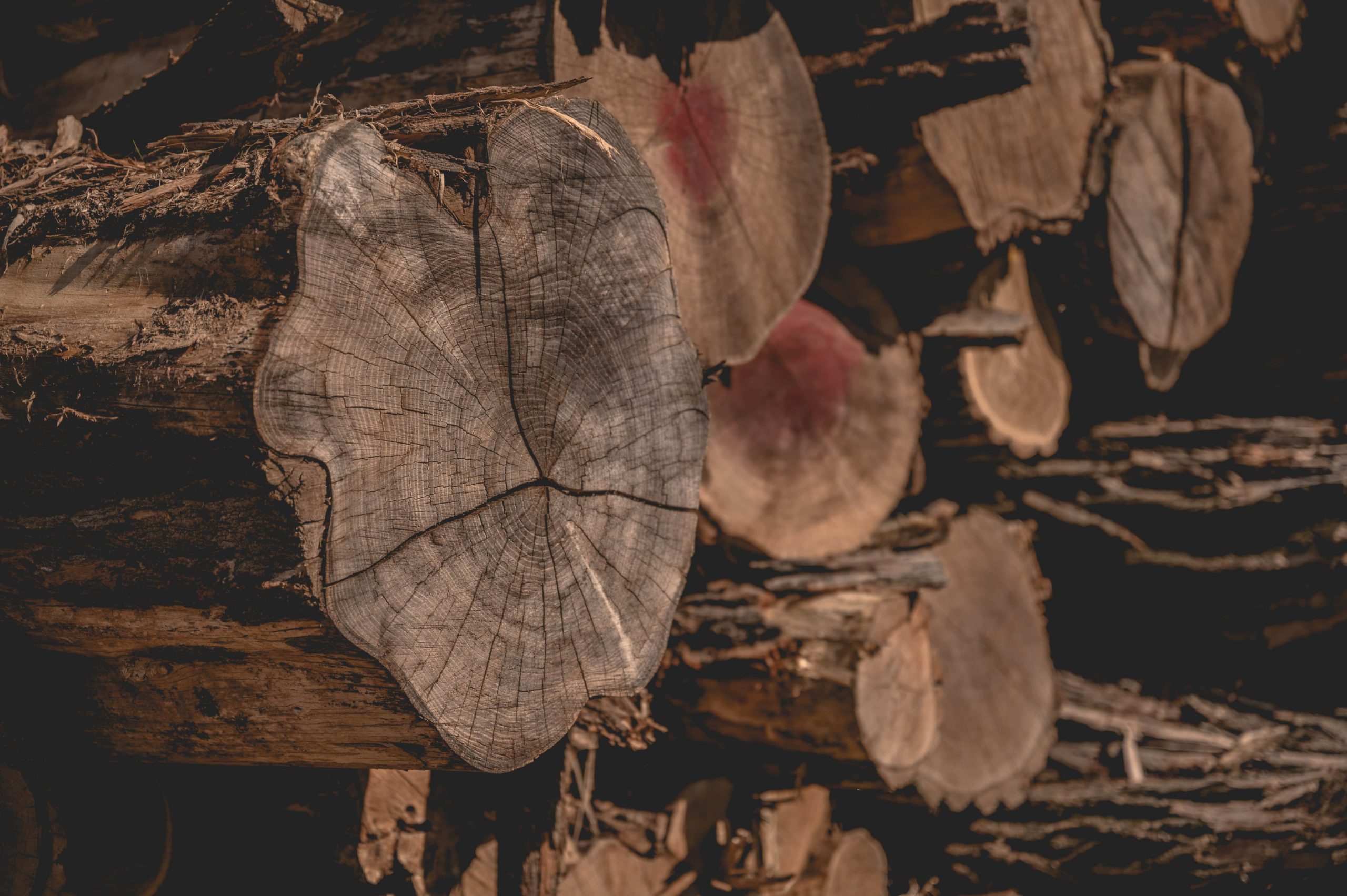 Gallery - Black Locust