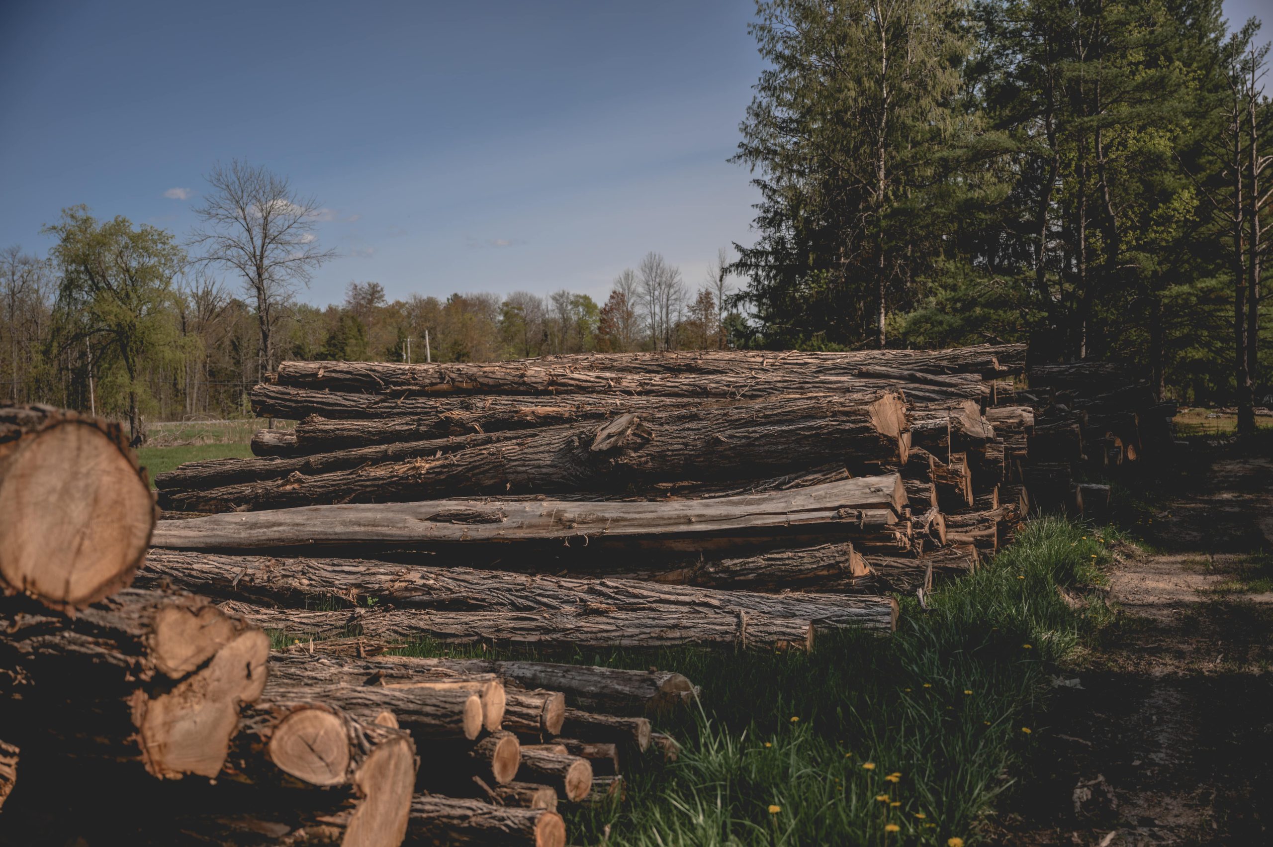 Gallery - Black Locust