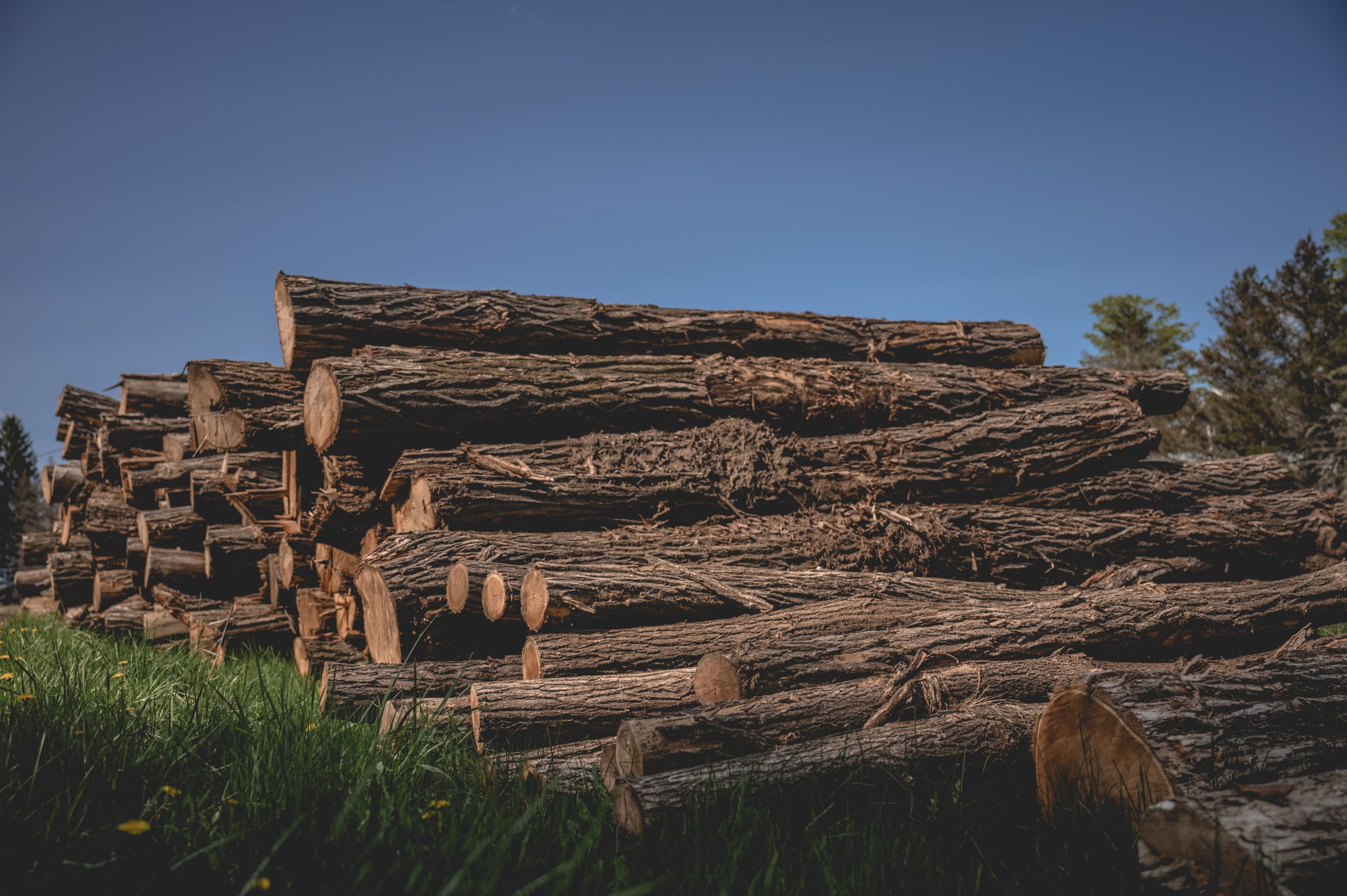 Gallery - Black Locust