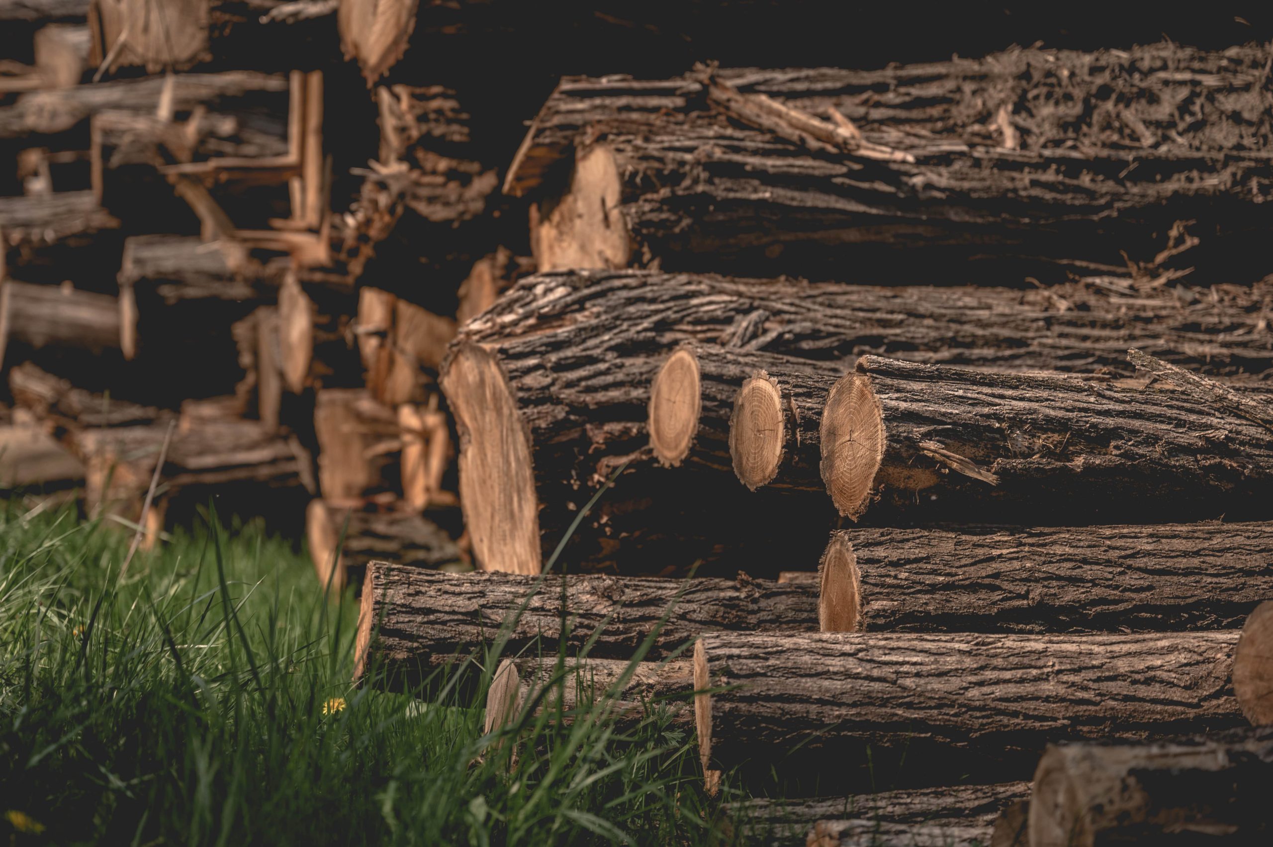 Gallery - Black Locust