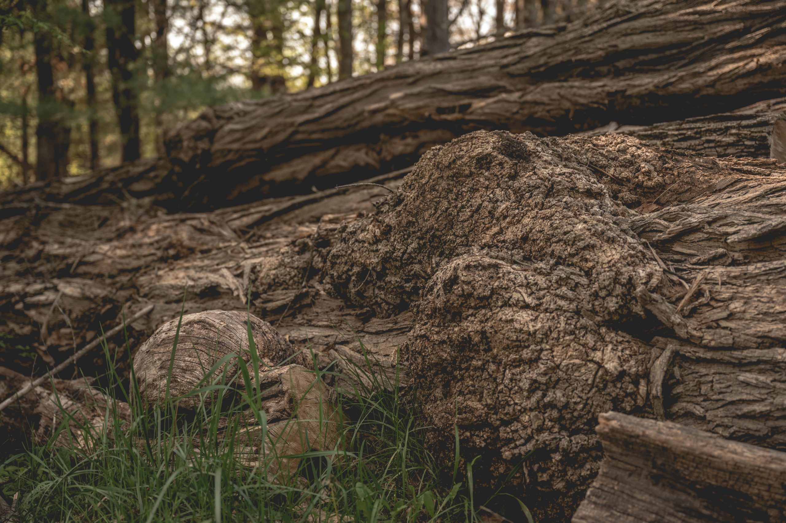 Gallery - Black Locust