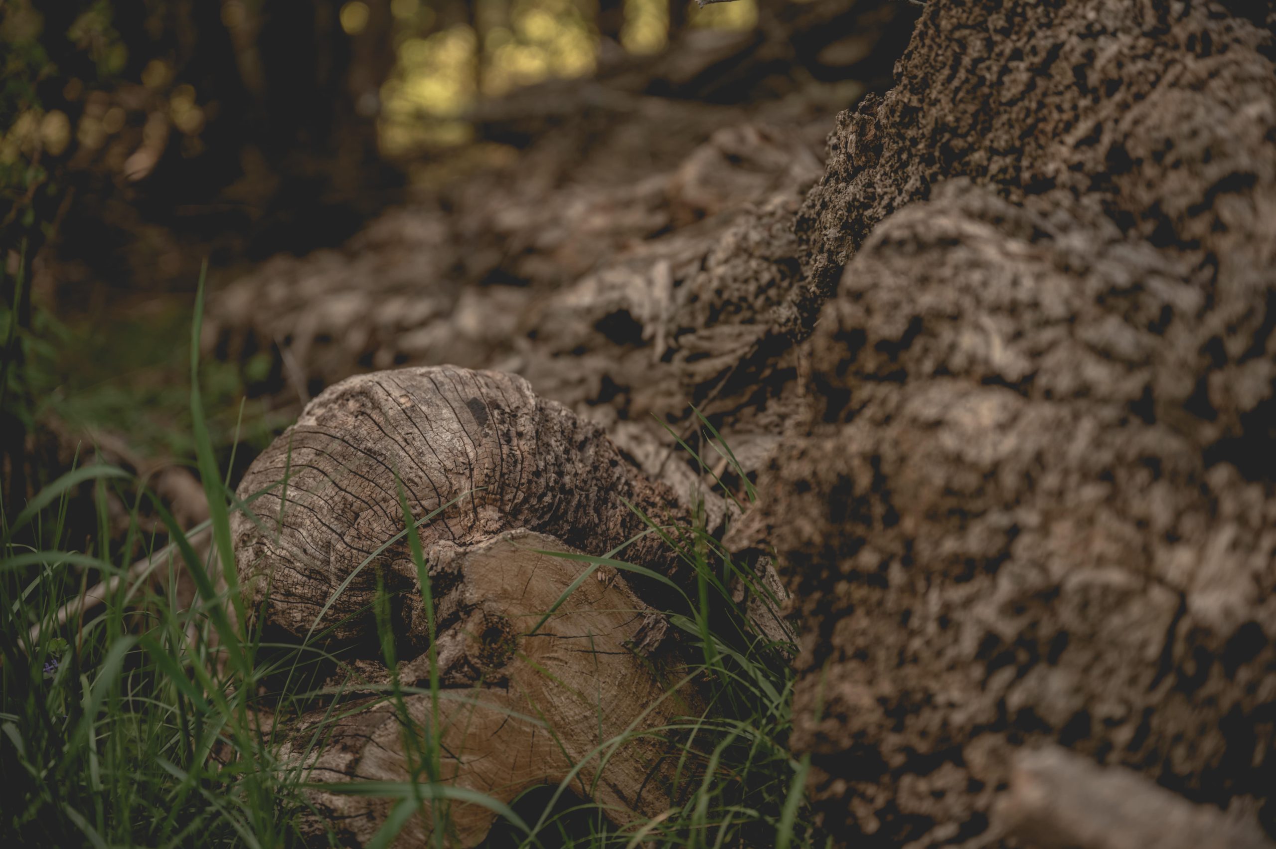 Gallery - Black Locust