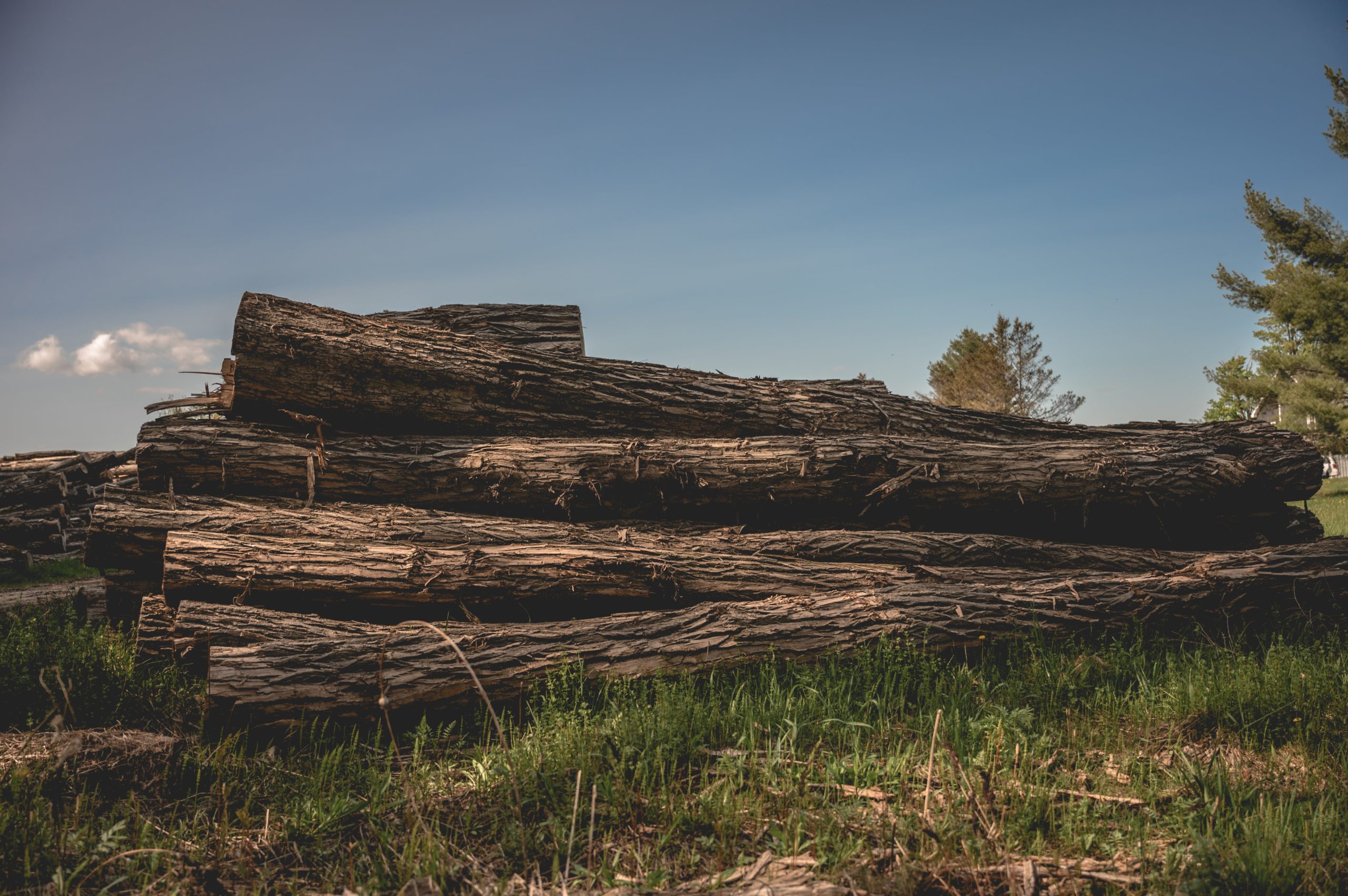 Gallery - Black Locust
