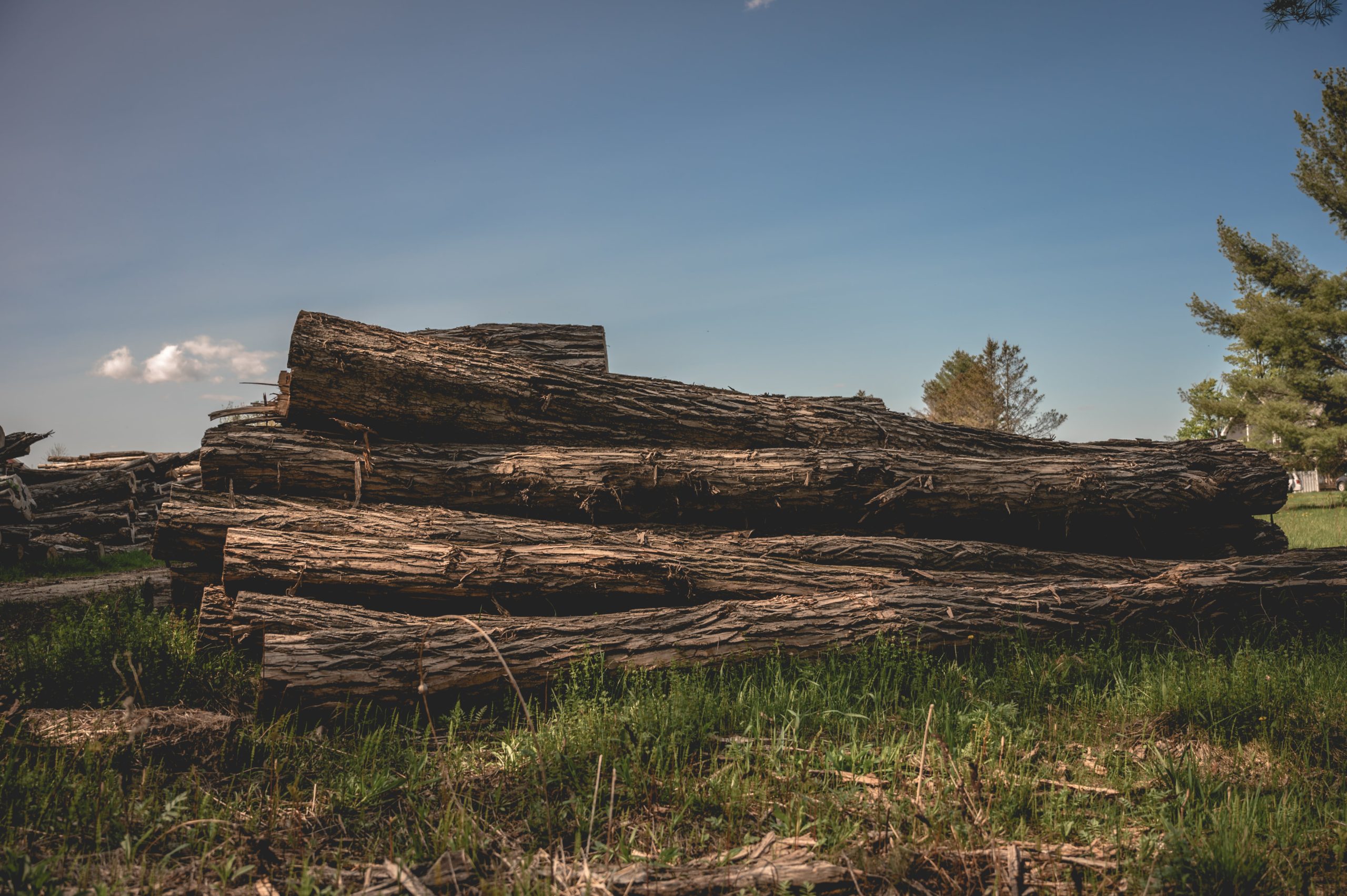 Gallery - Black Locust