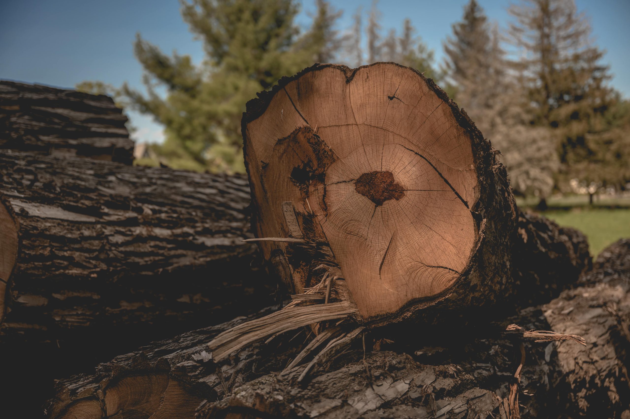 Gallery - Black Locust