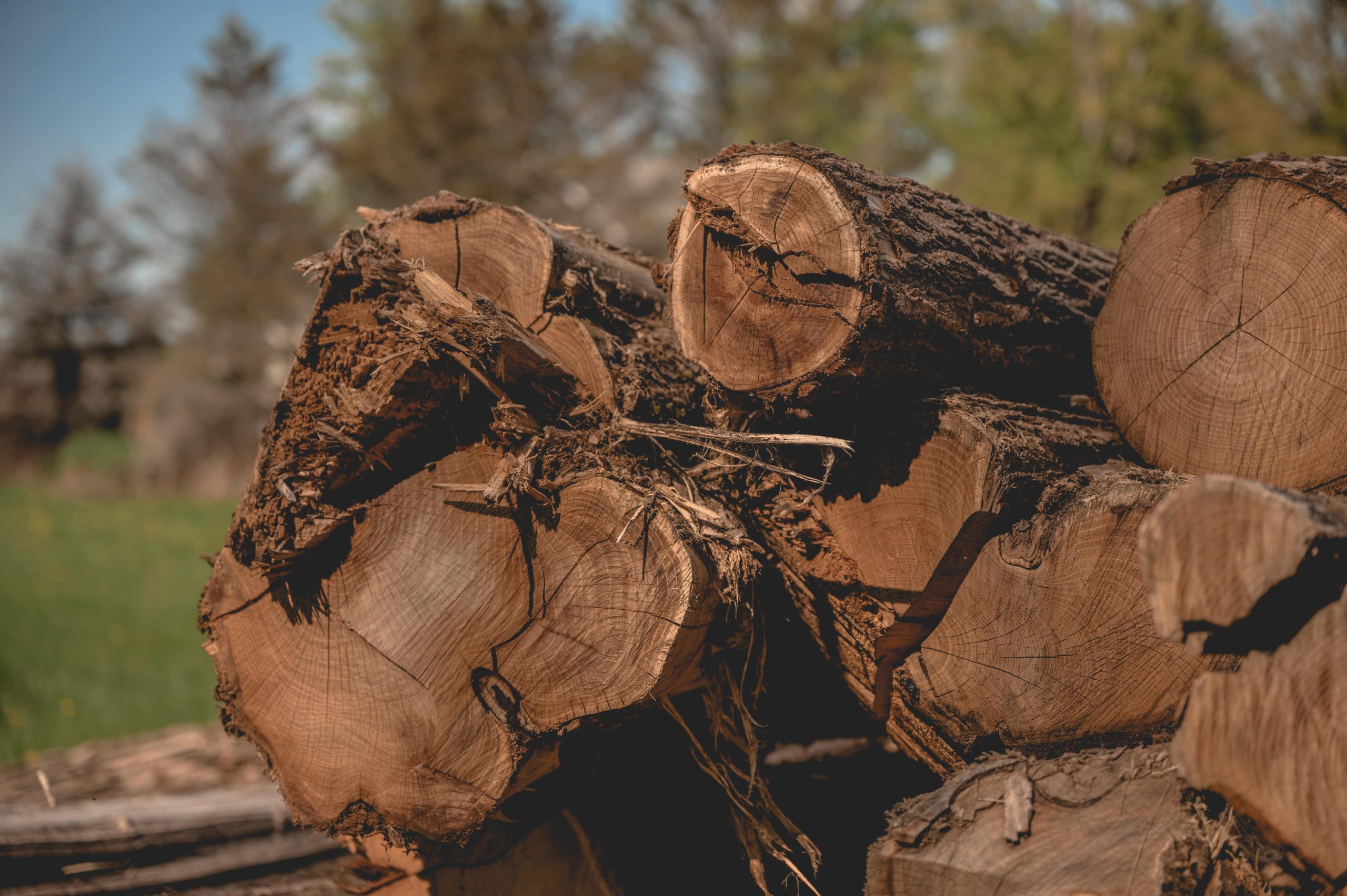 Gallery - Black Locust