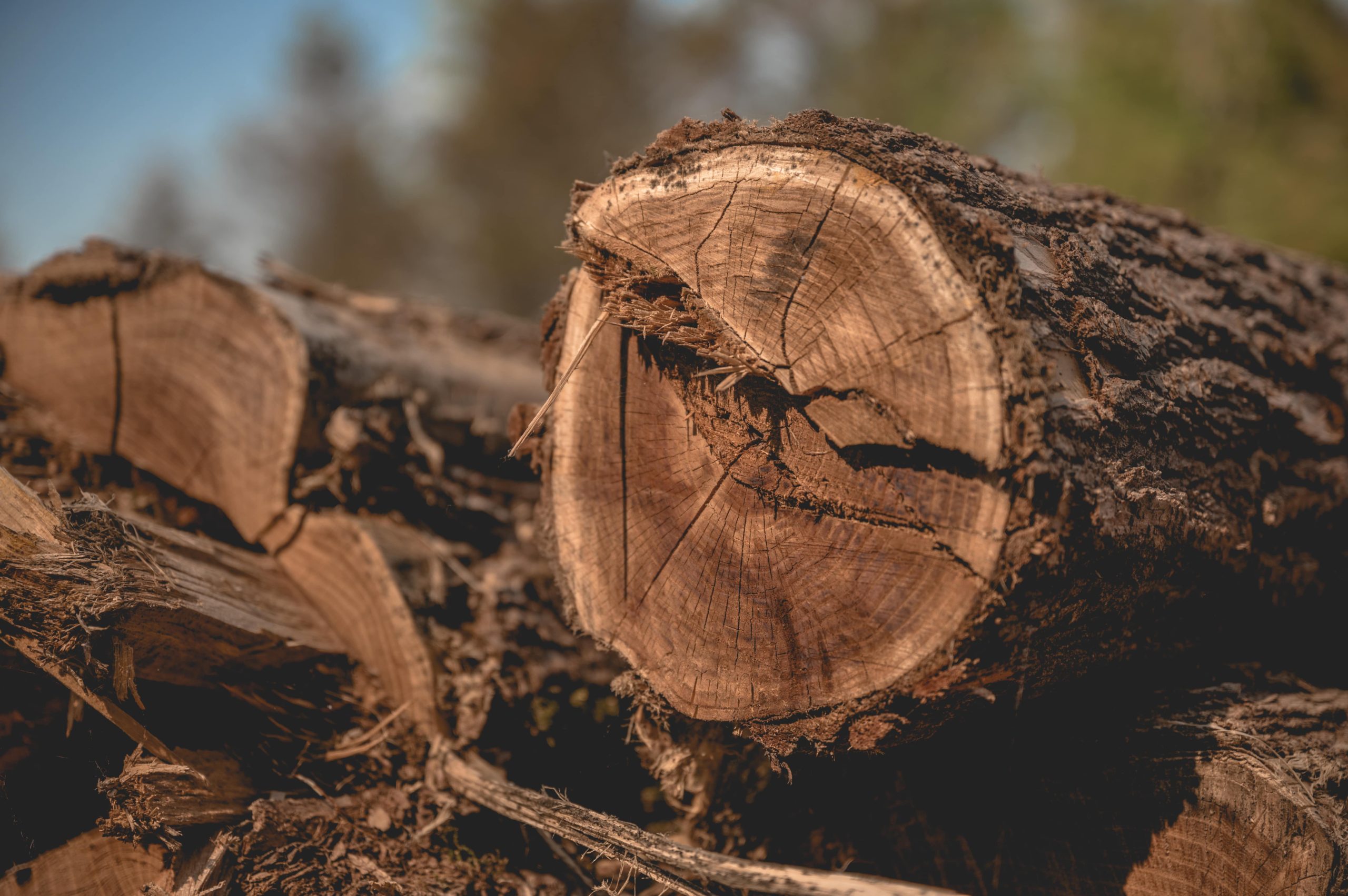 Gallery - Black Locust