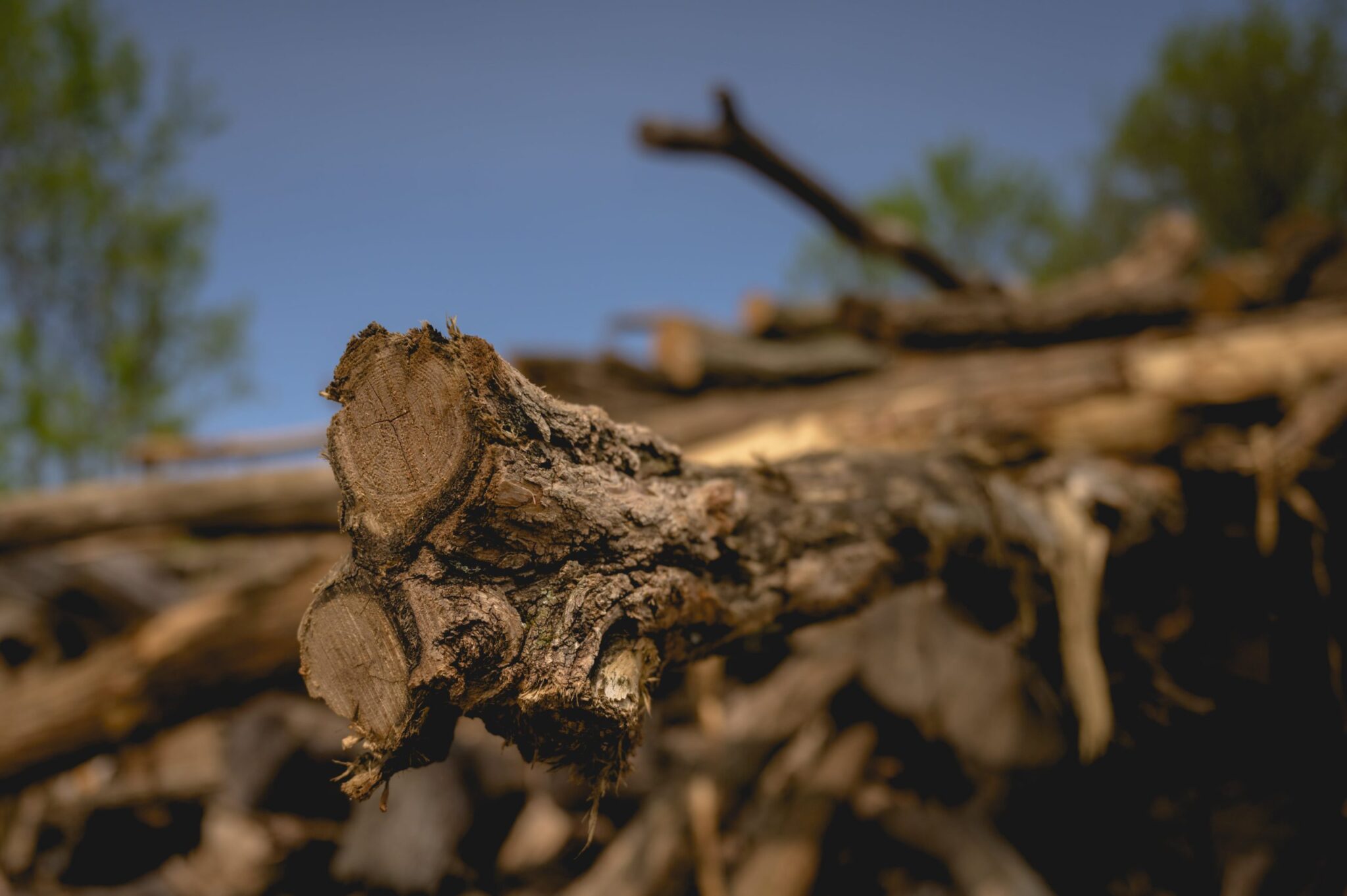 Home - Black Locust