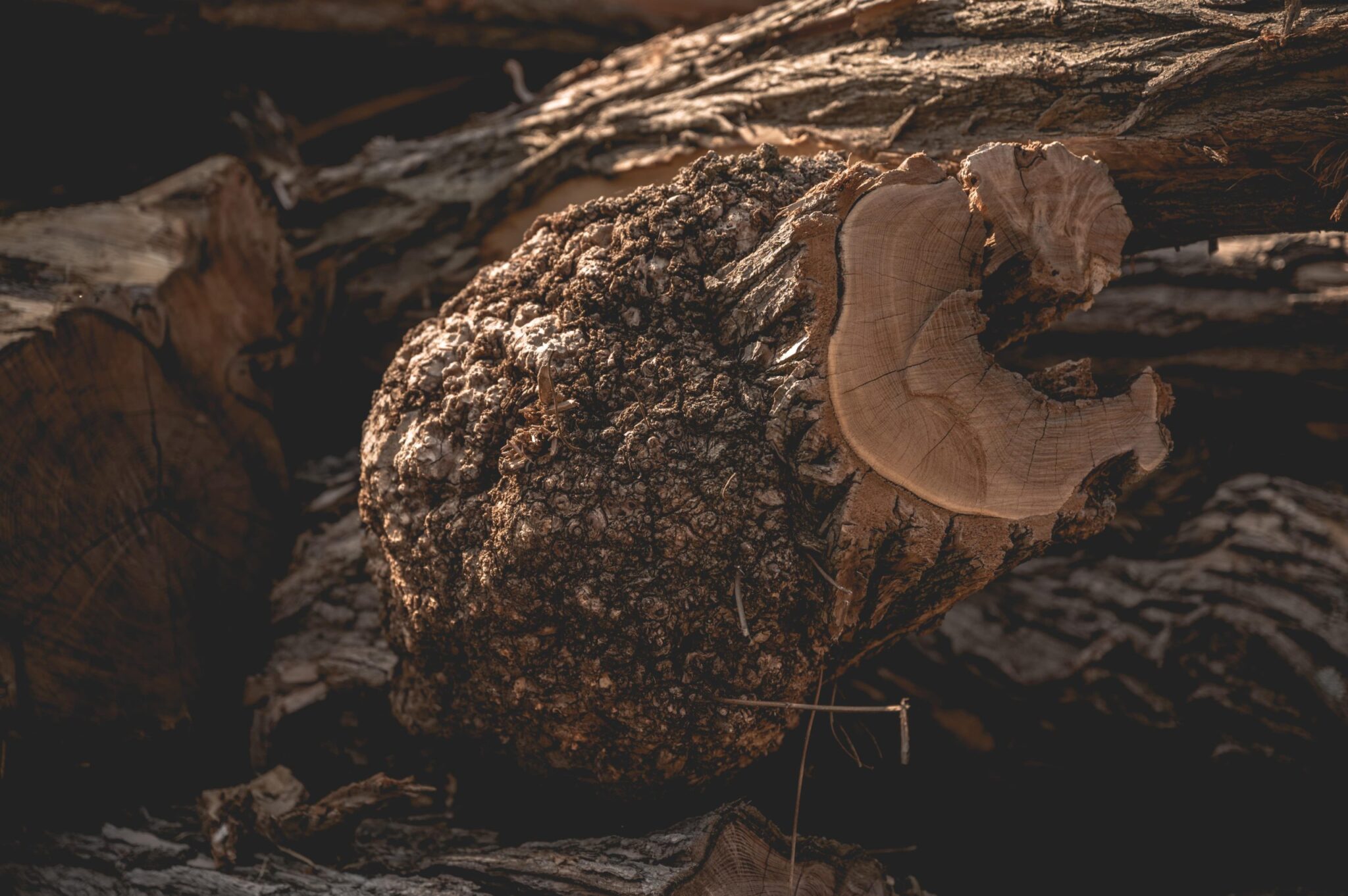 Gallery - Black Locust