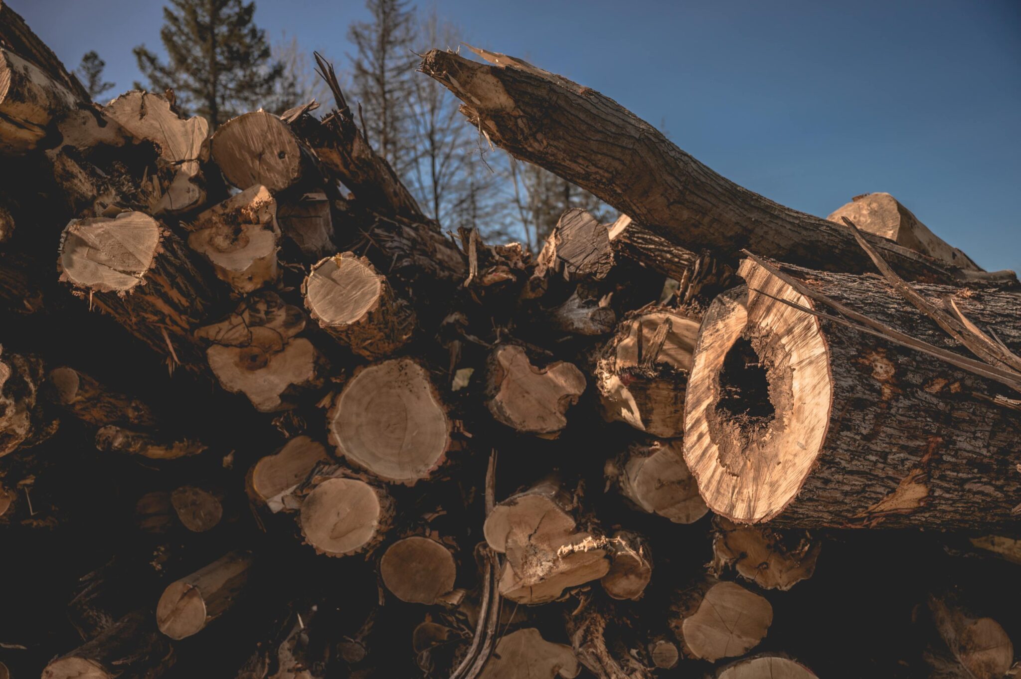 Gallery - Black Locust