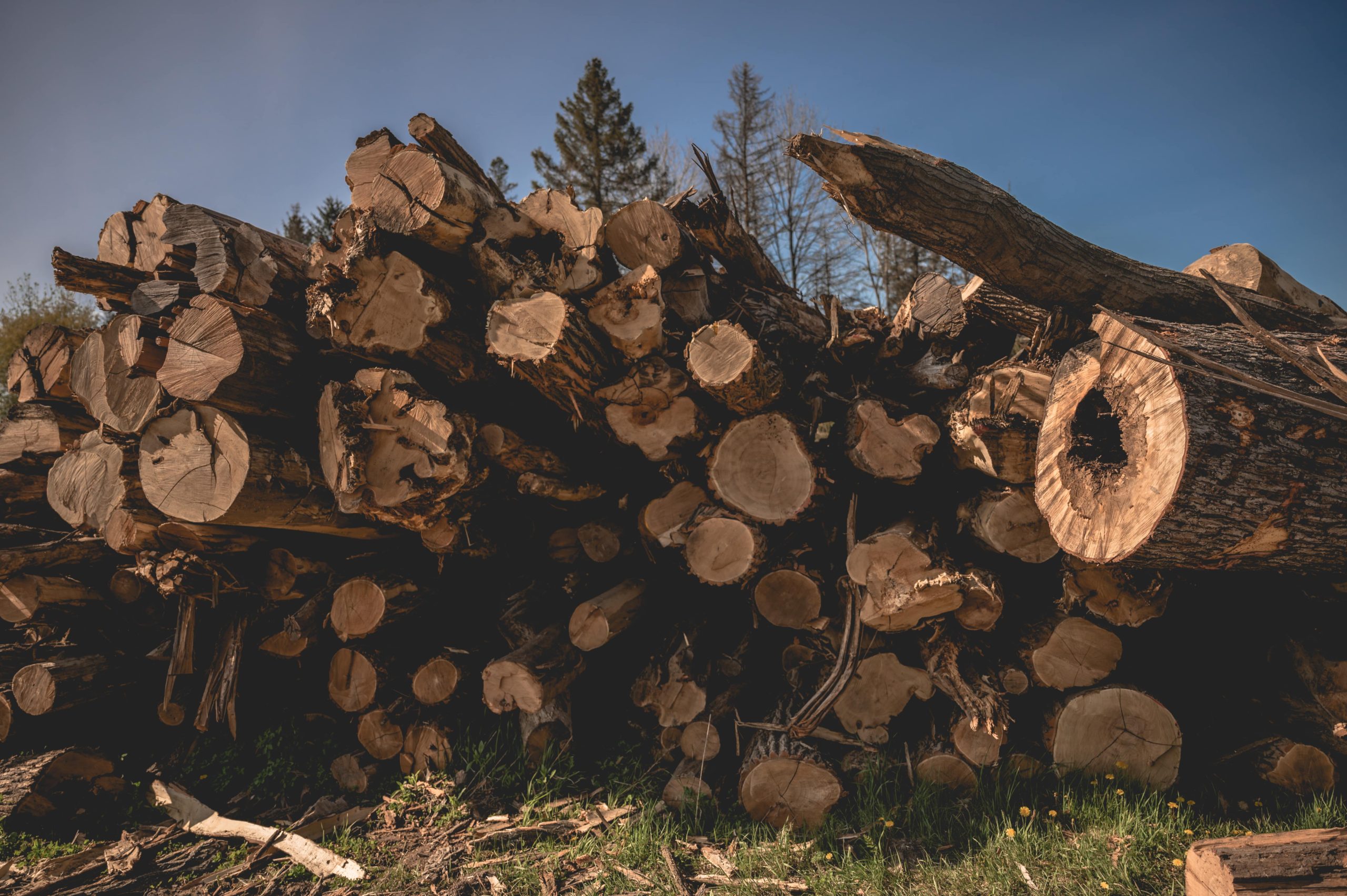 Gallery - Black Locust