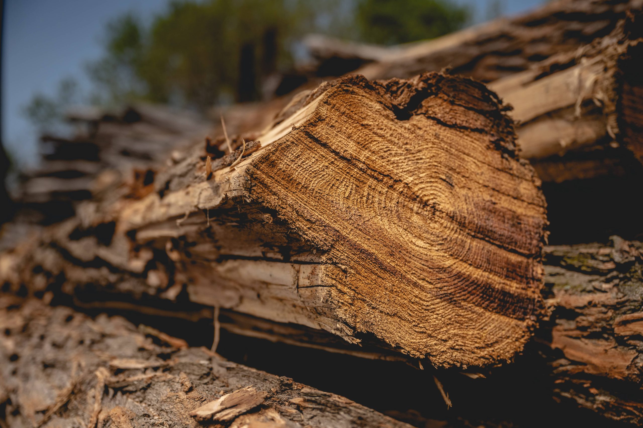 Gallery - Black Locust