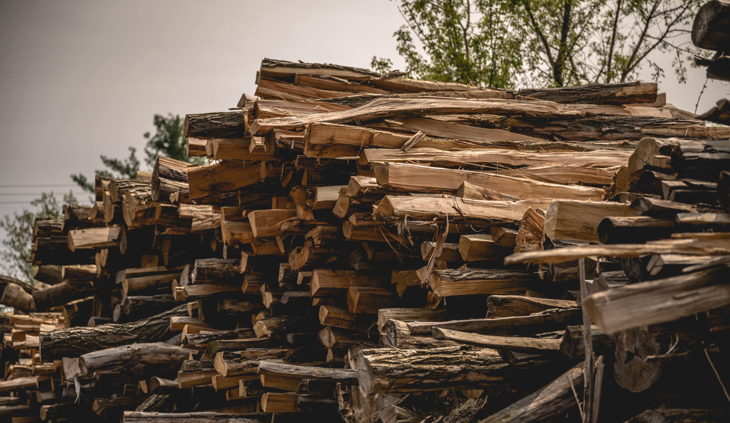 Gallery - Black Locust