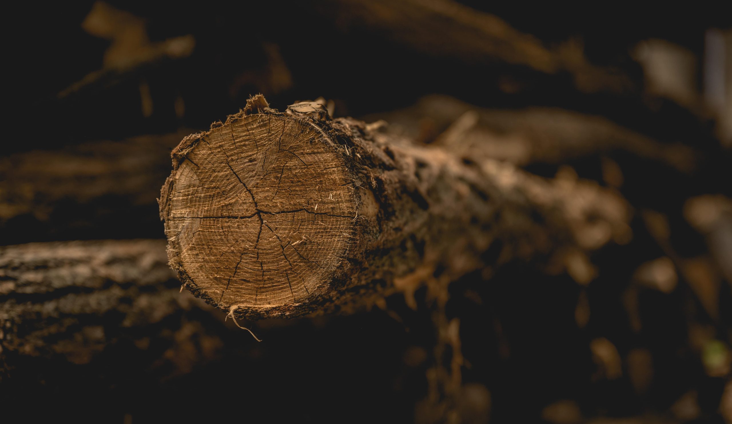 Gallery - Black Locust