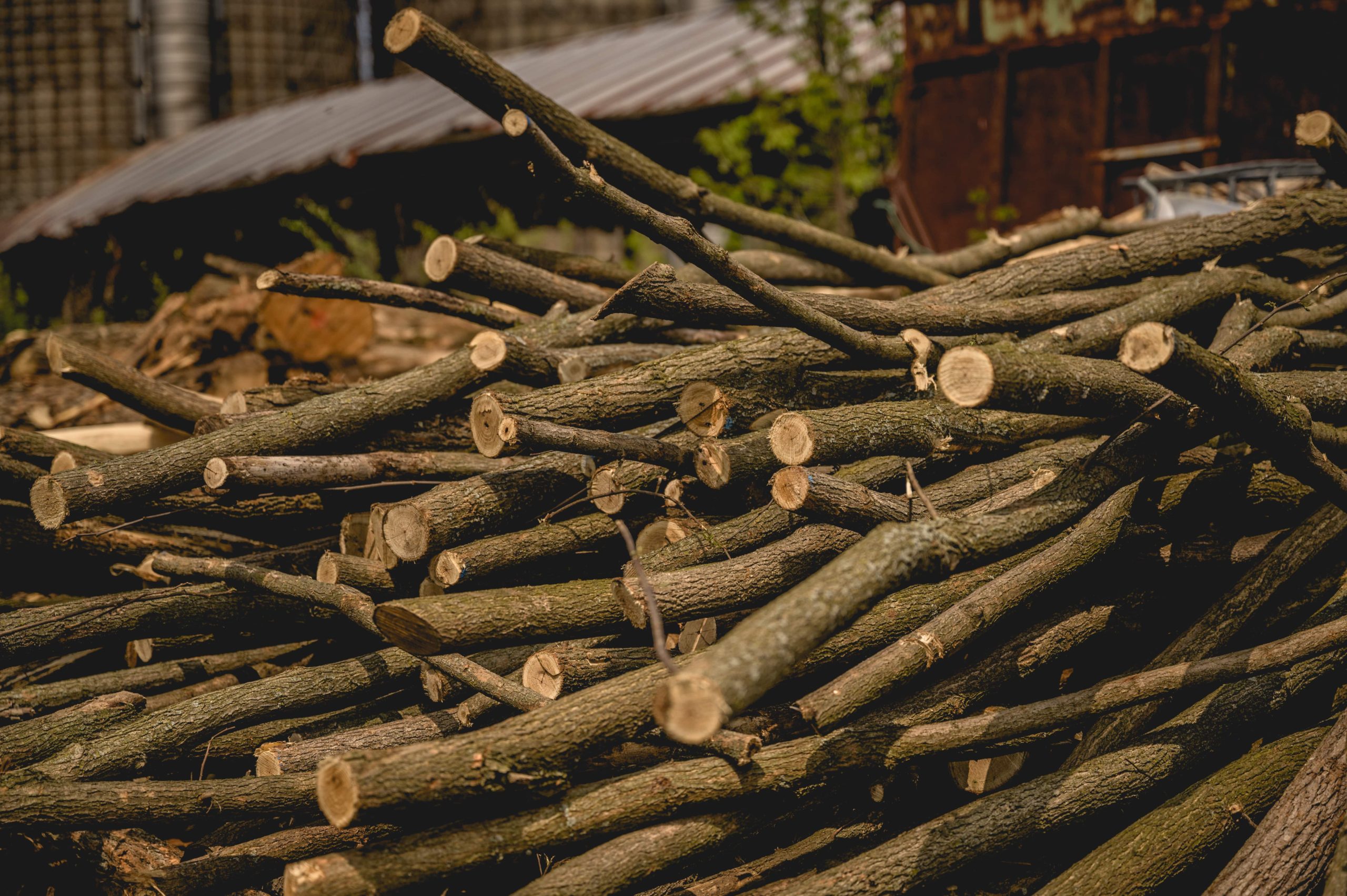 Gallery - Black Locust