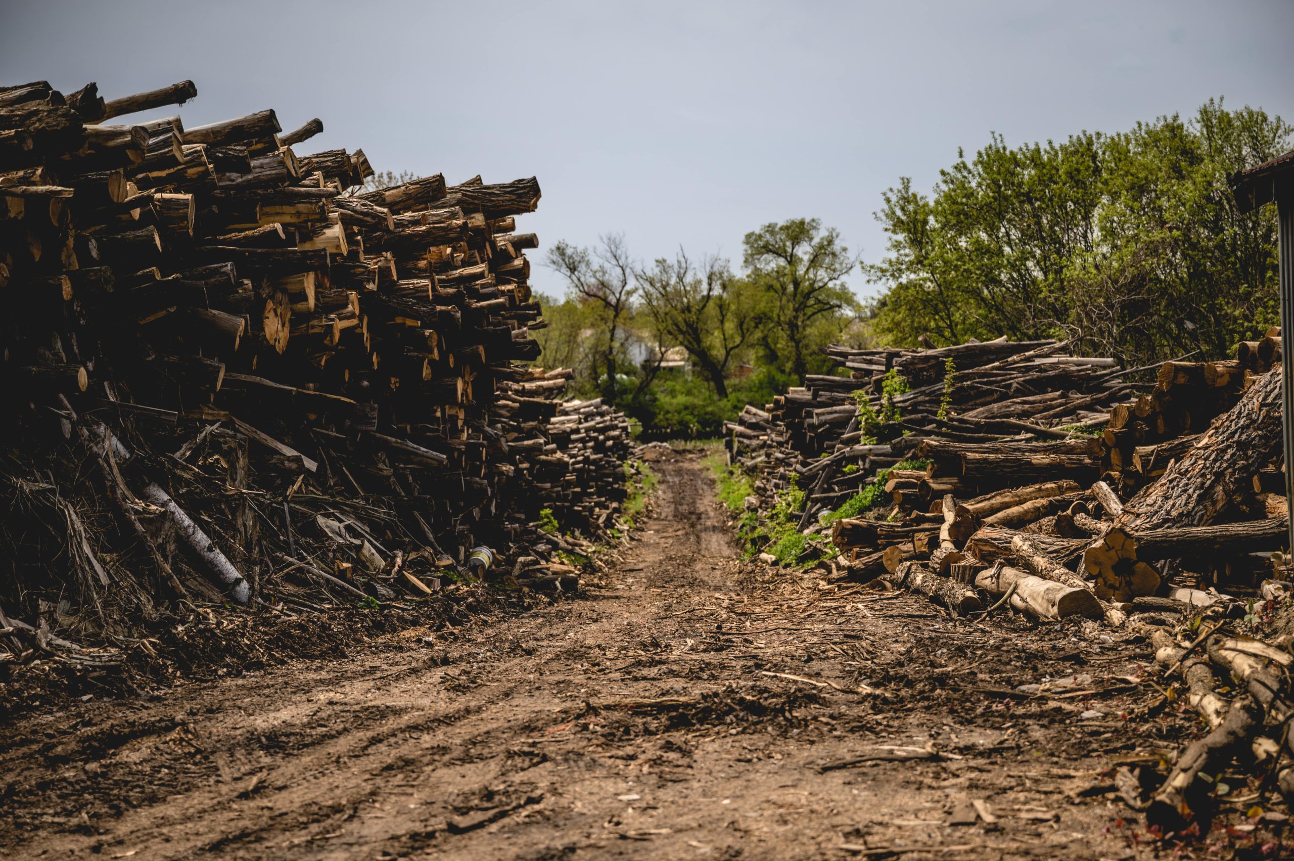Gallery - Black Locust