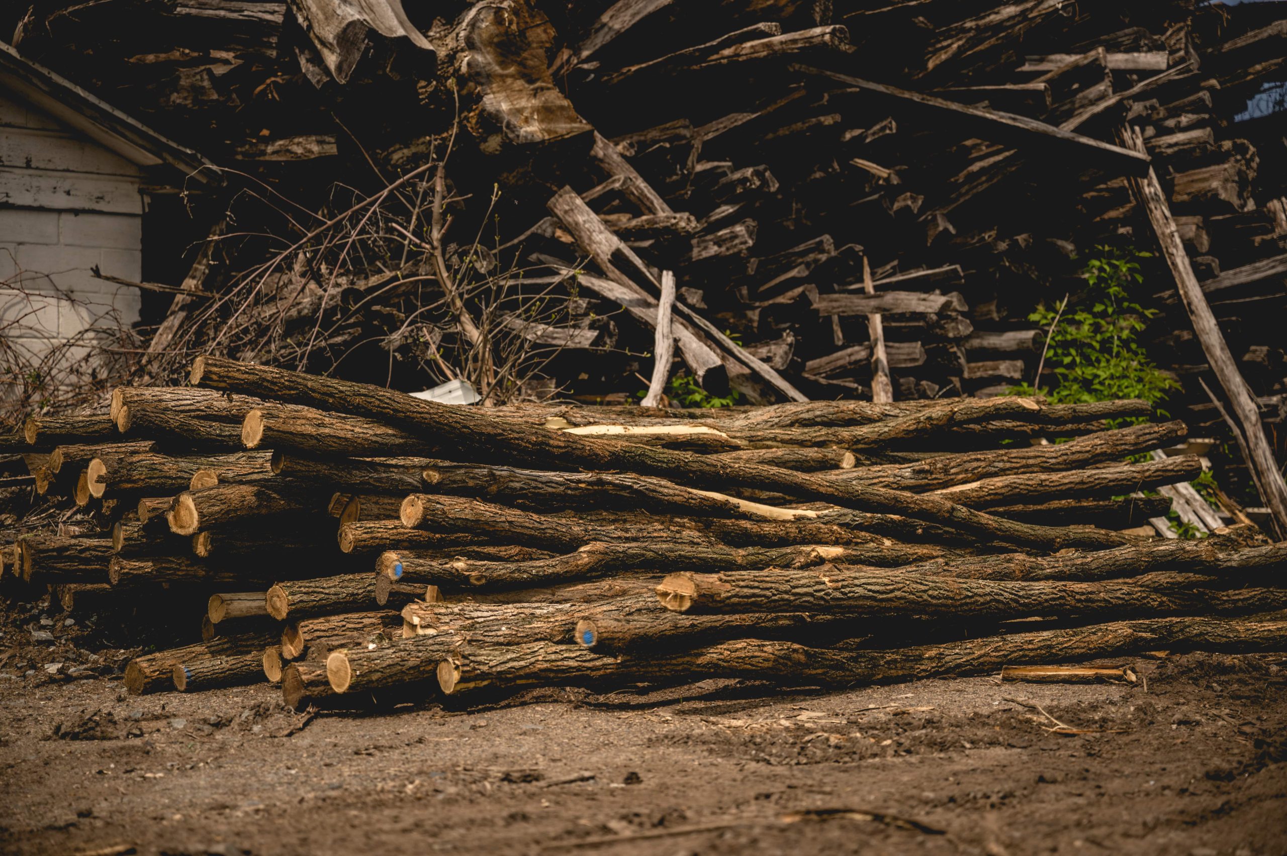 Gallery - Black Locust