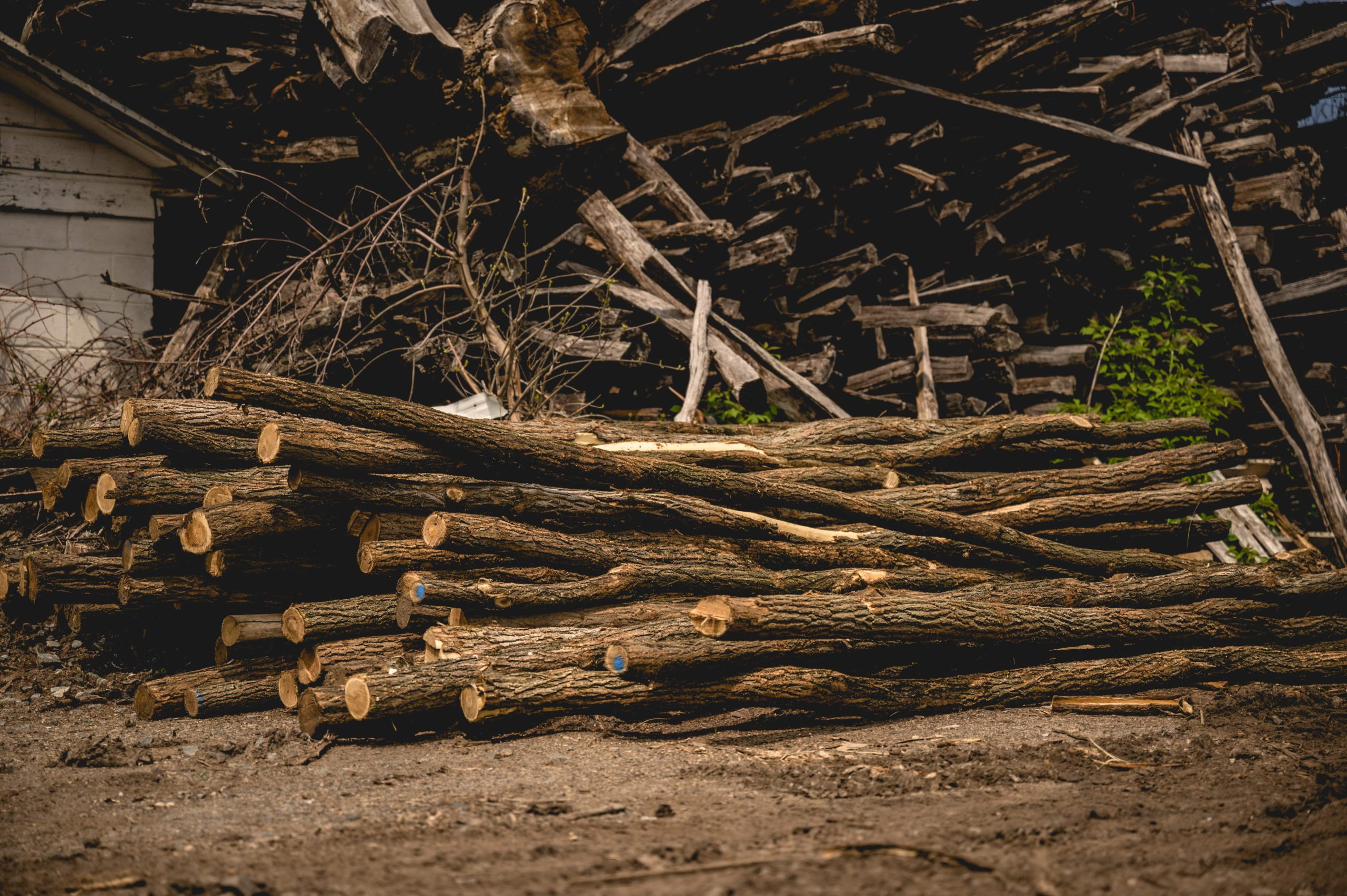 Gallery - Black Locust