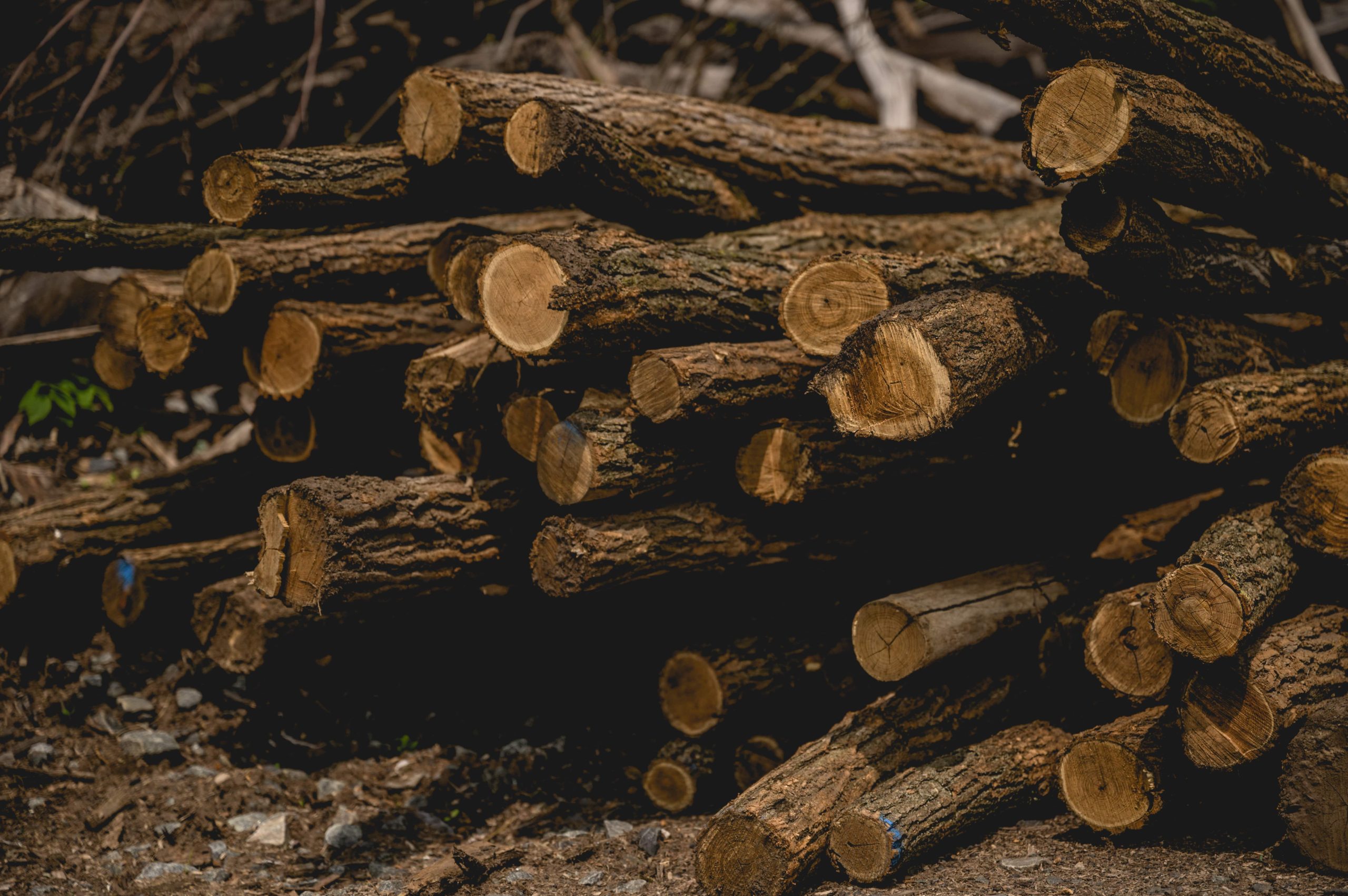 Gallery - Black Locust