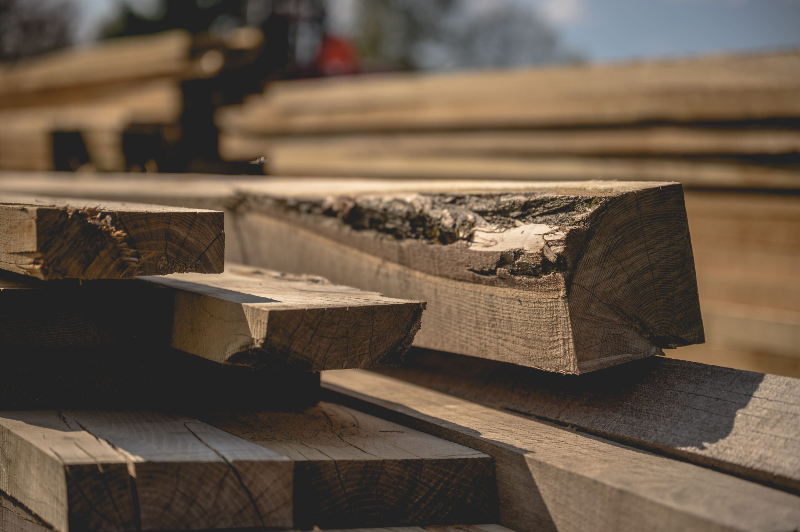 Gallery - Black Locust