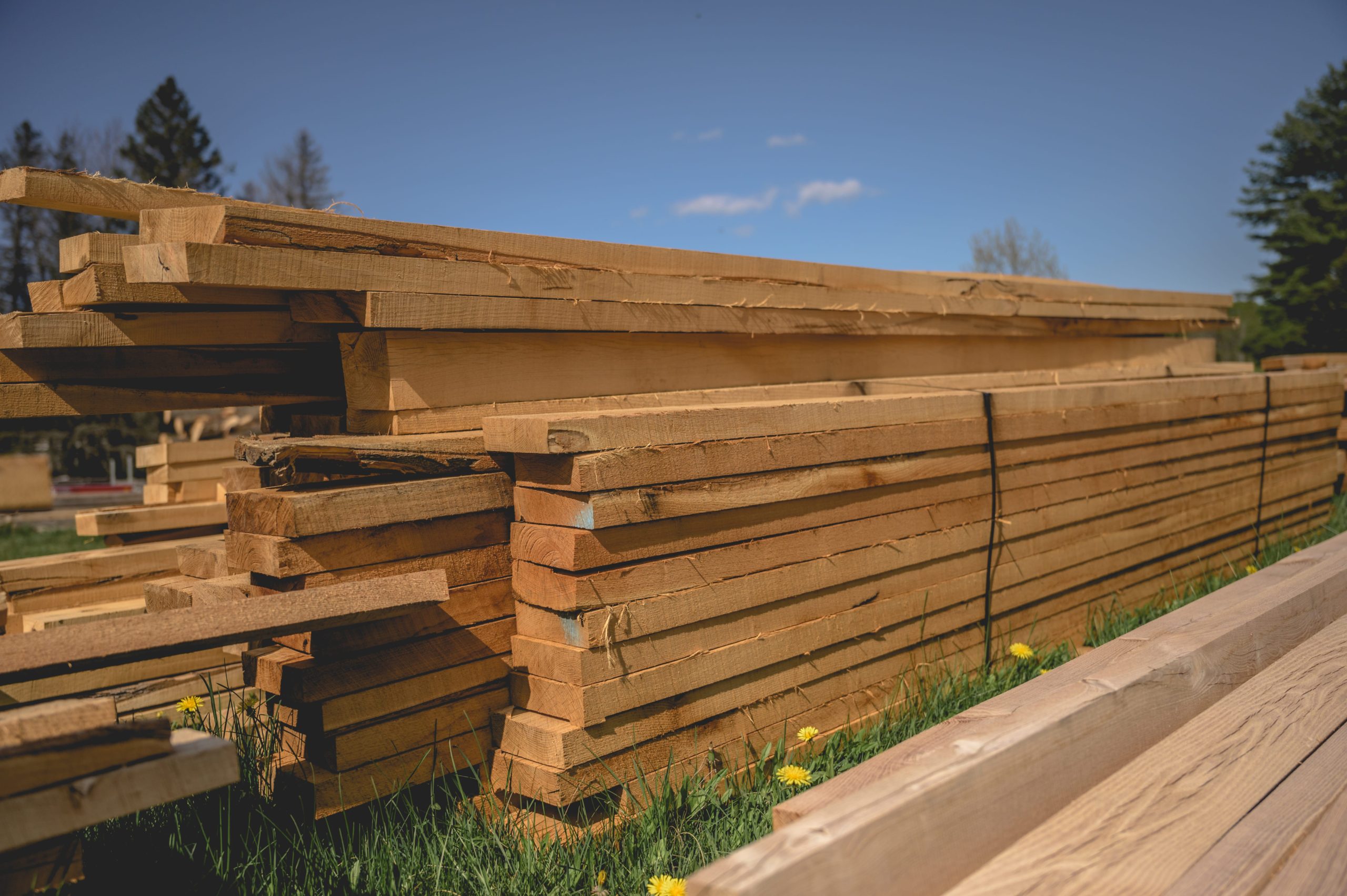 Gallery - Black Locust