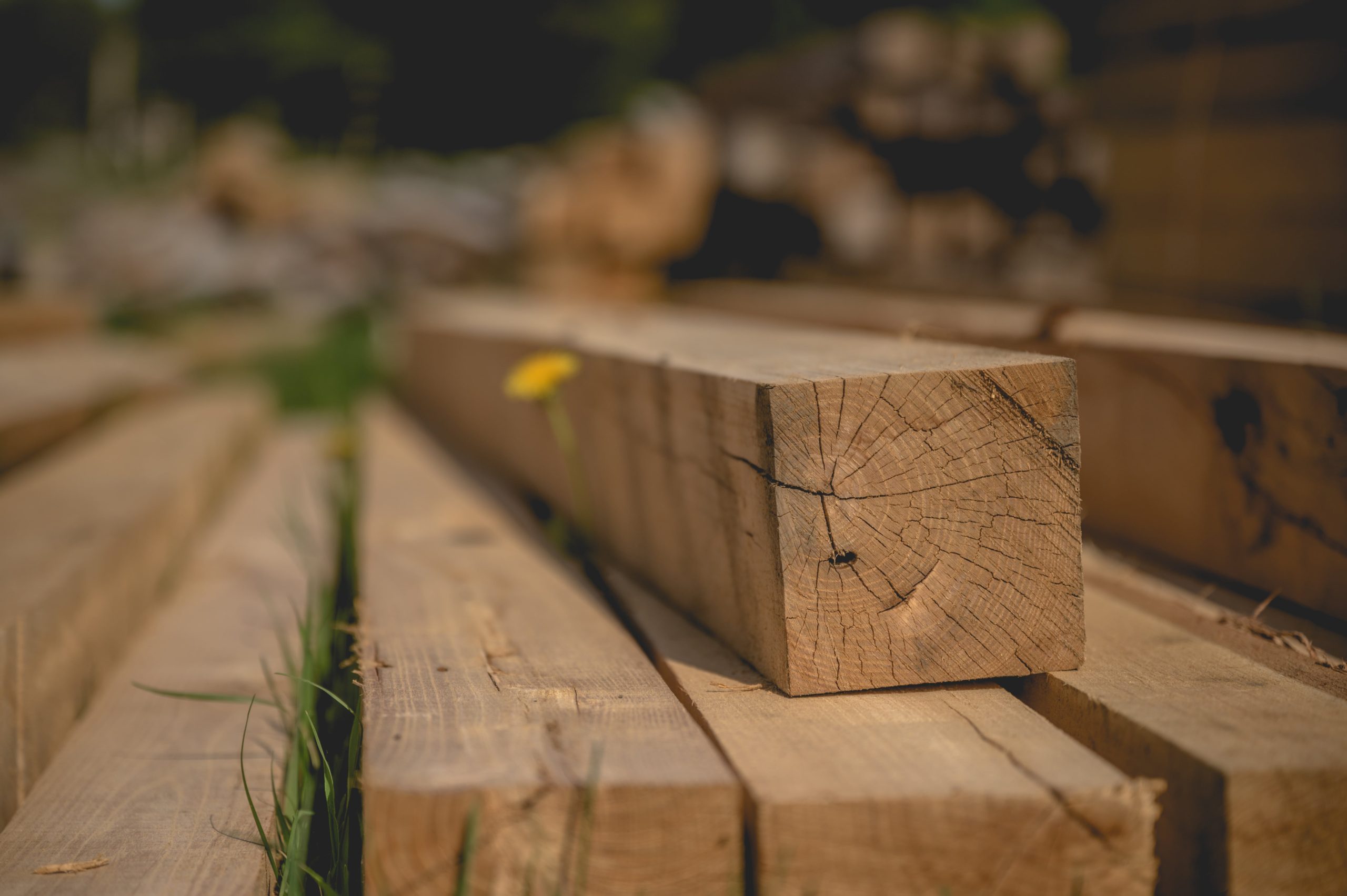 Gallery - Black Locust