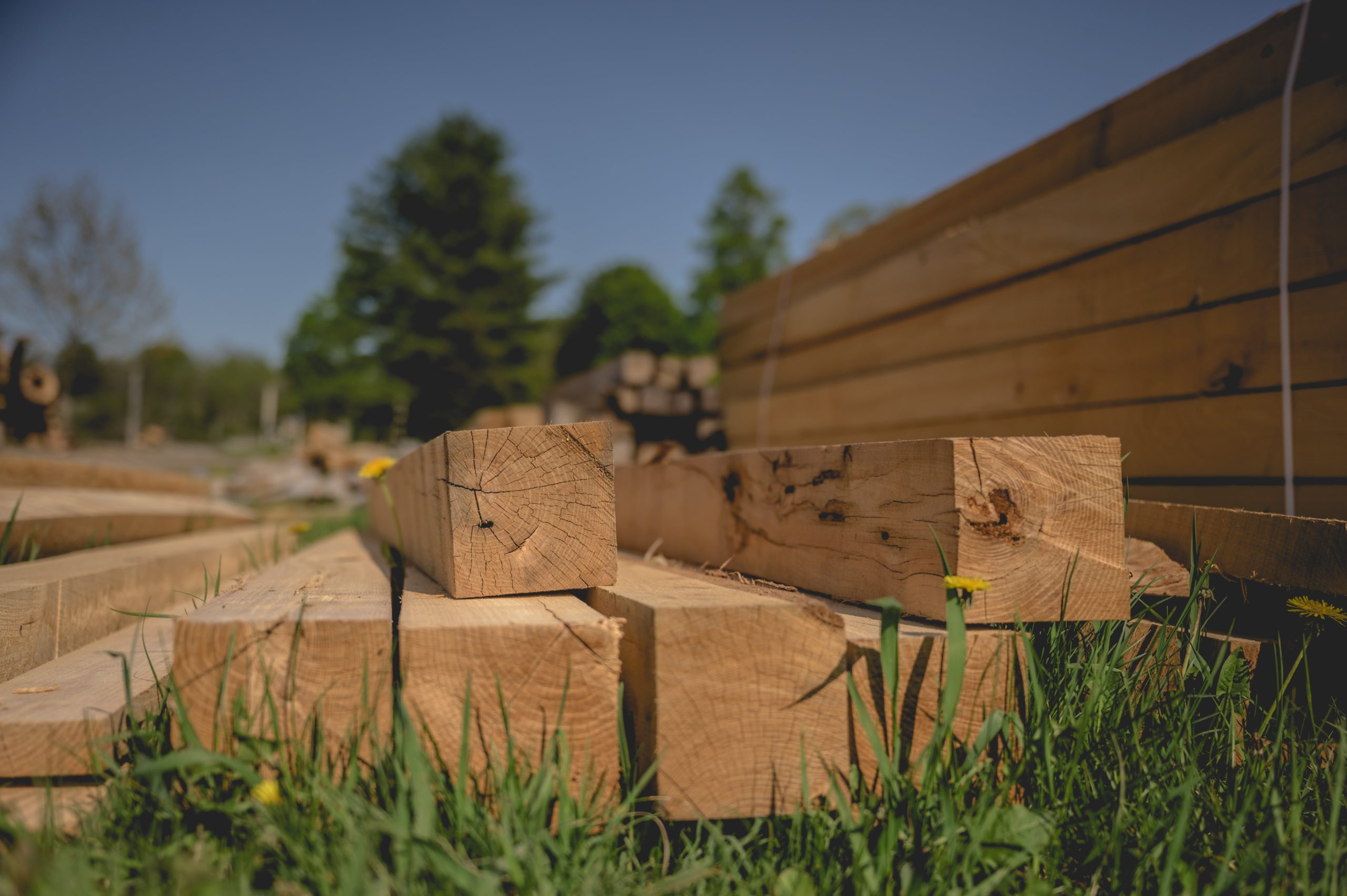 Gallery - Black Locust