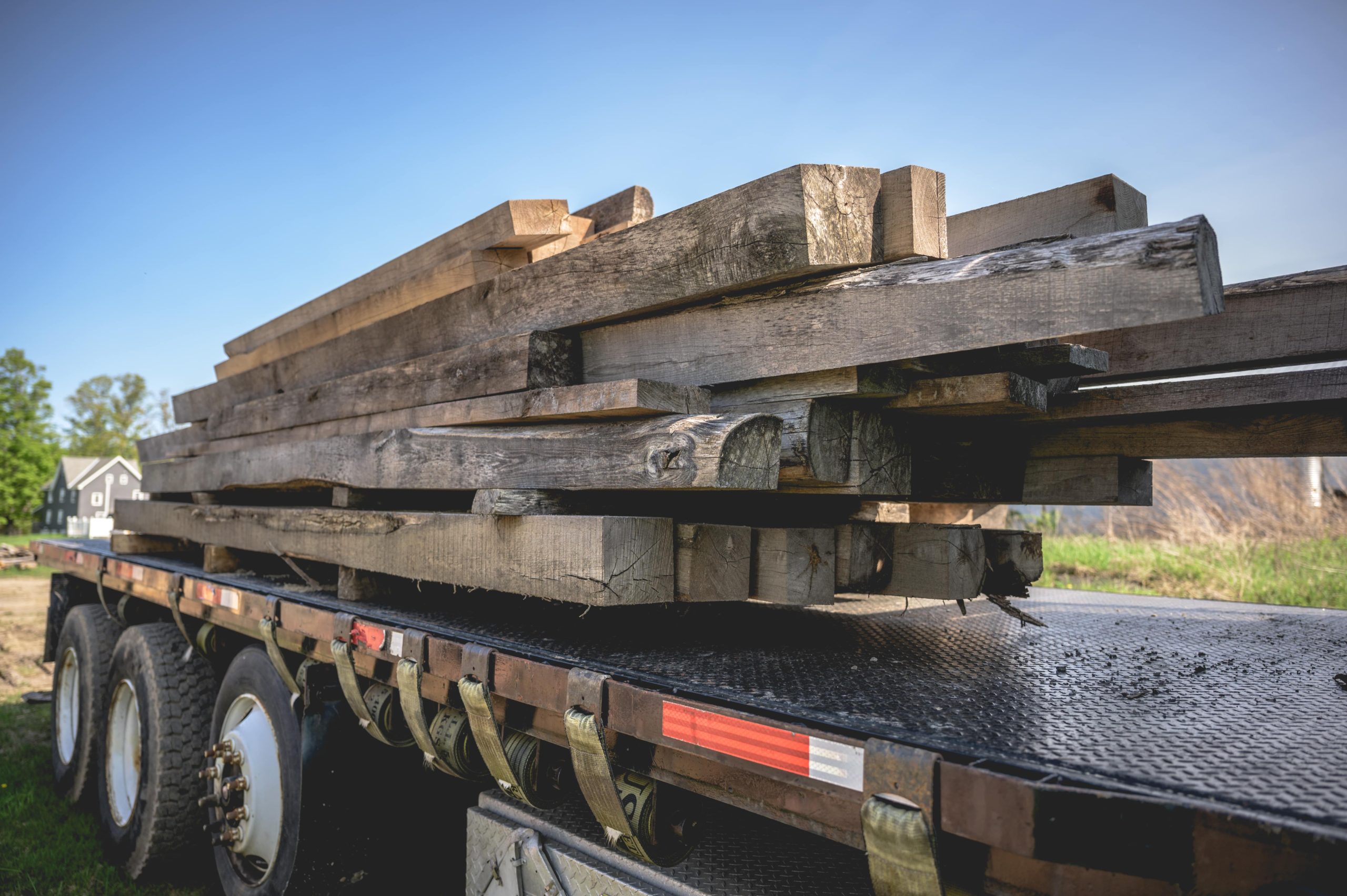 Gallery - Black Locust