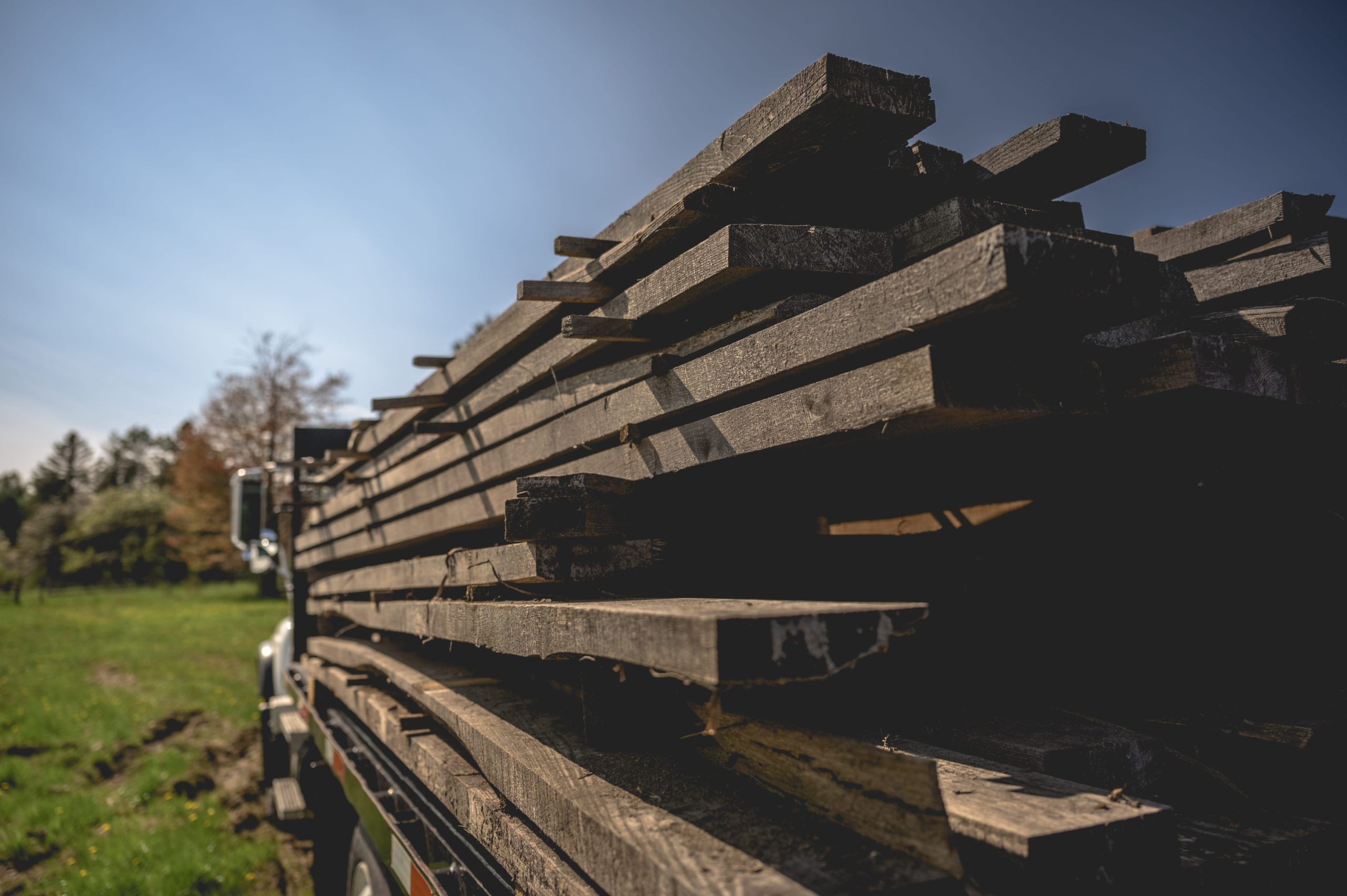 Gallery - Black Locust