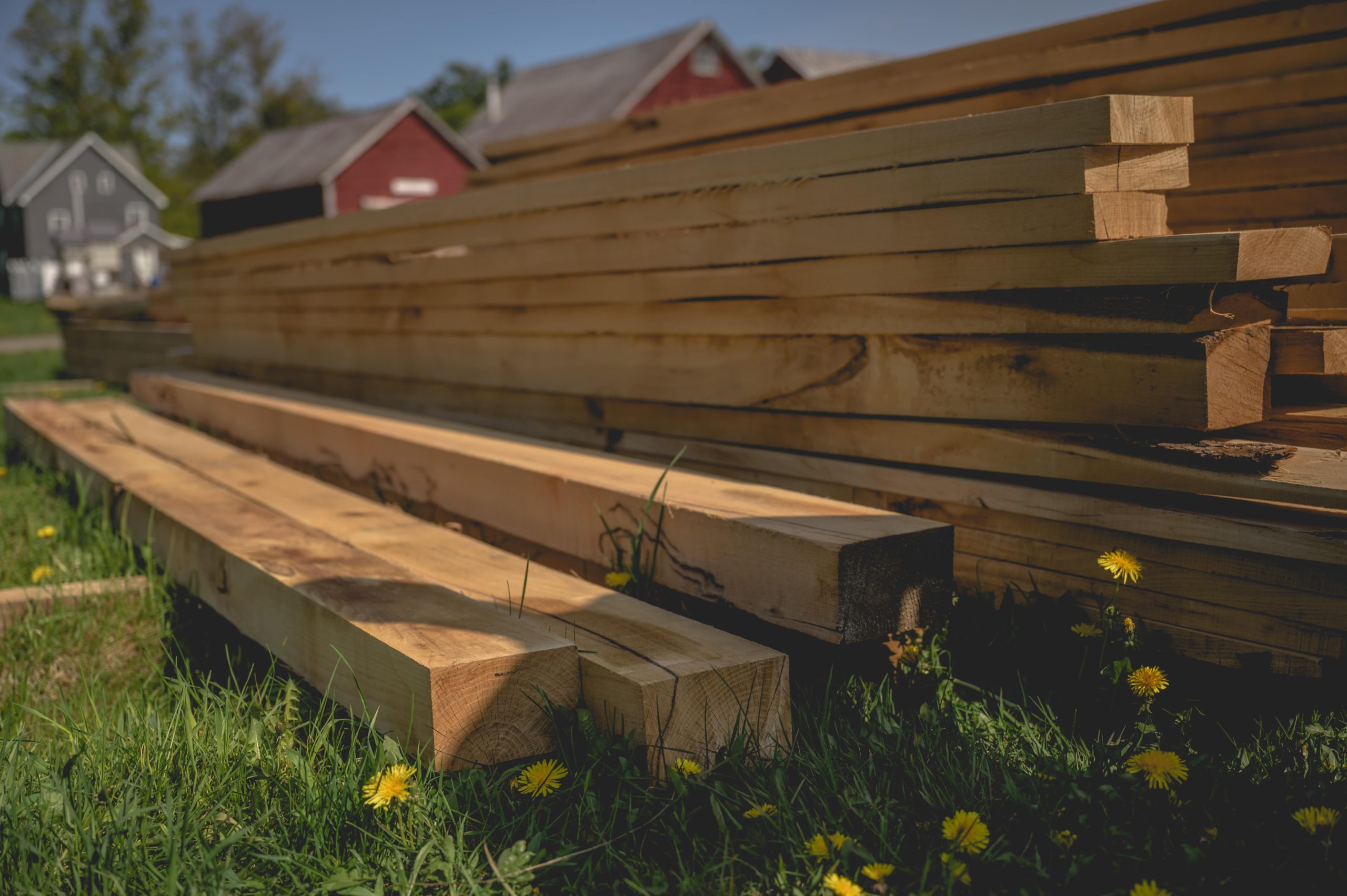 Gallery - Black Locust