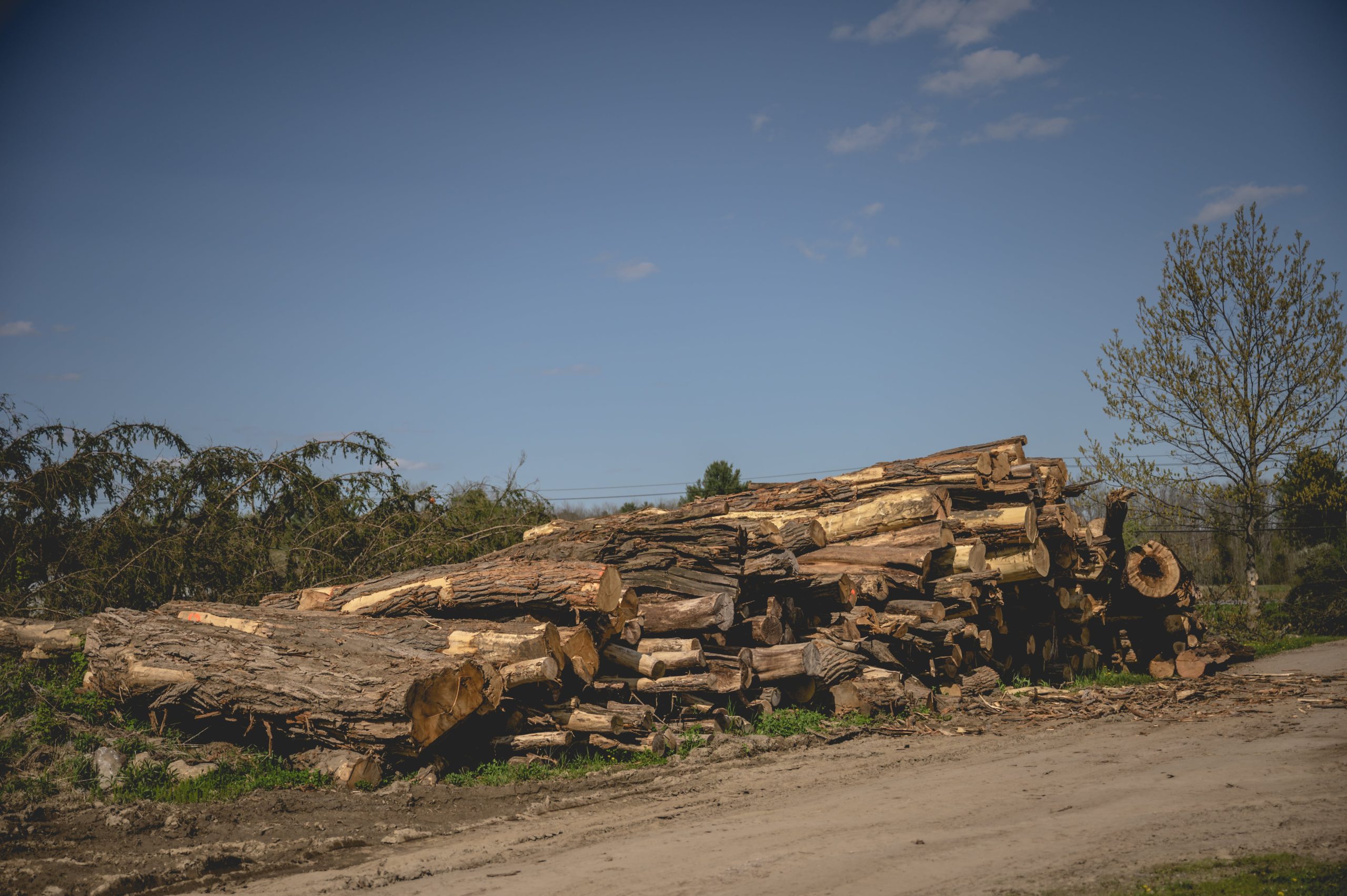 Gallery - Black Locust