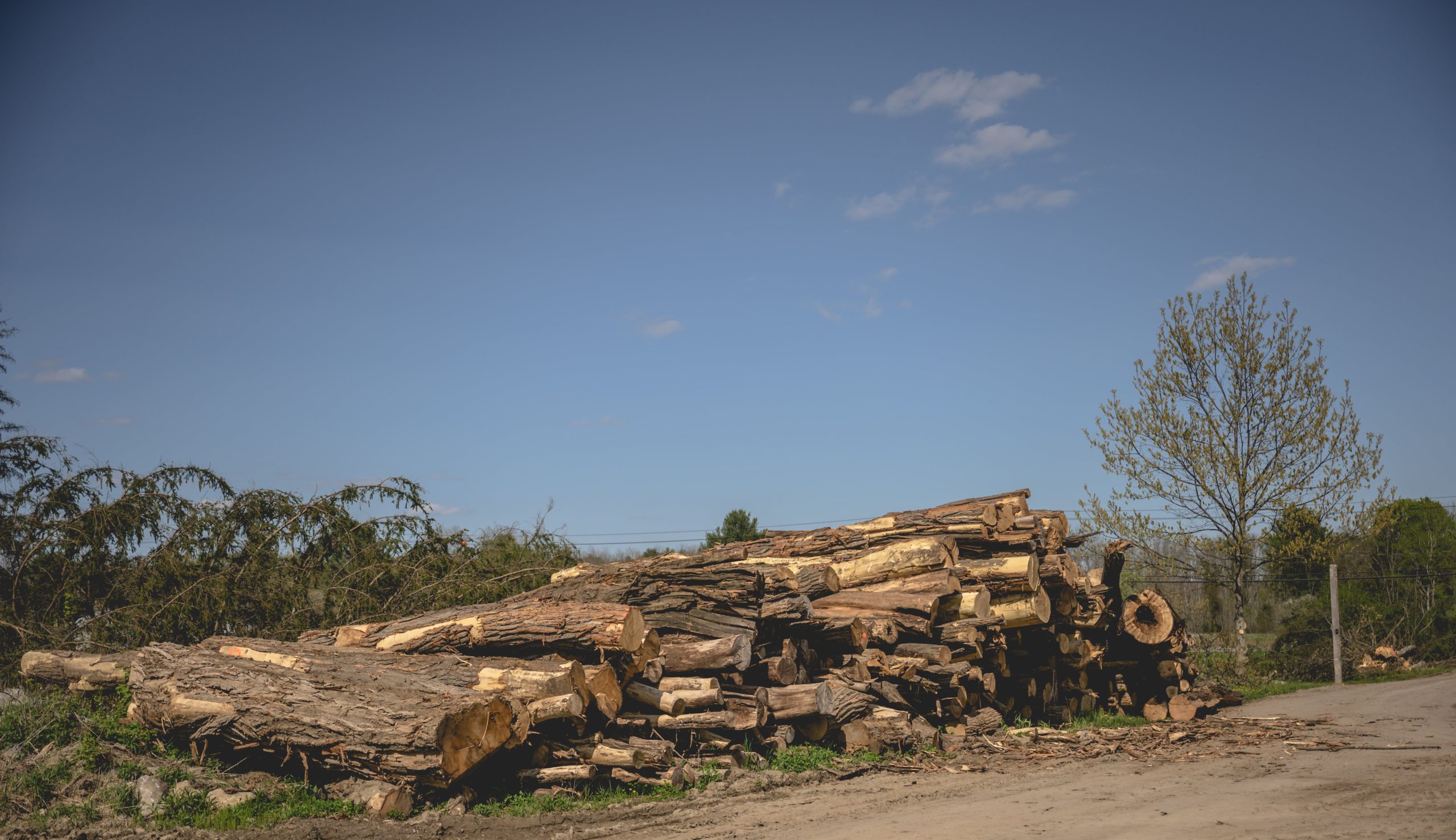 Gallery - Black Locust