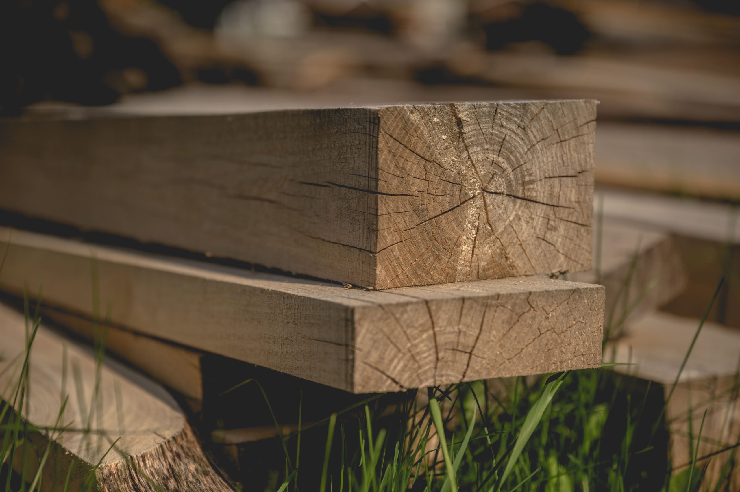 Gallery - Black Locust