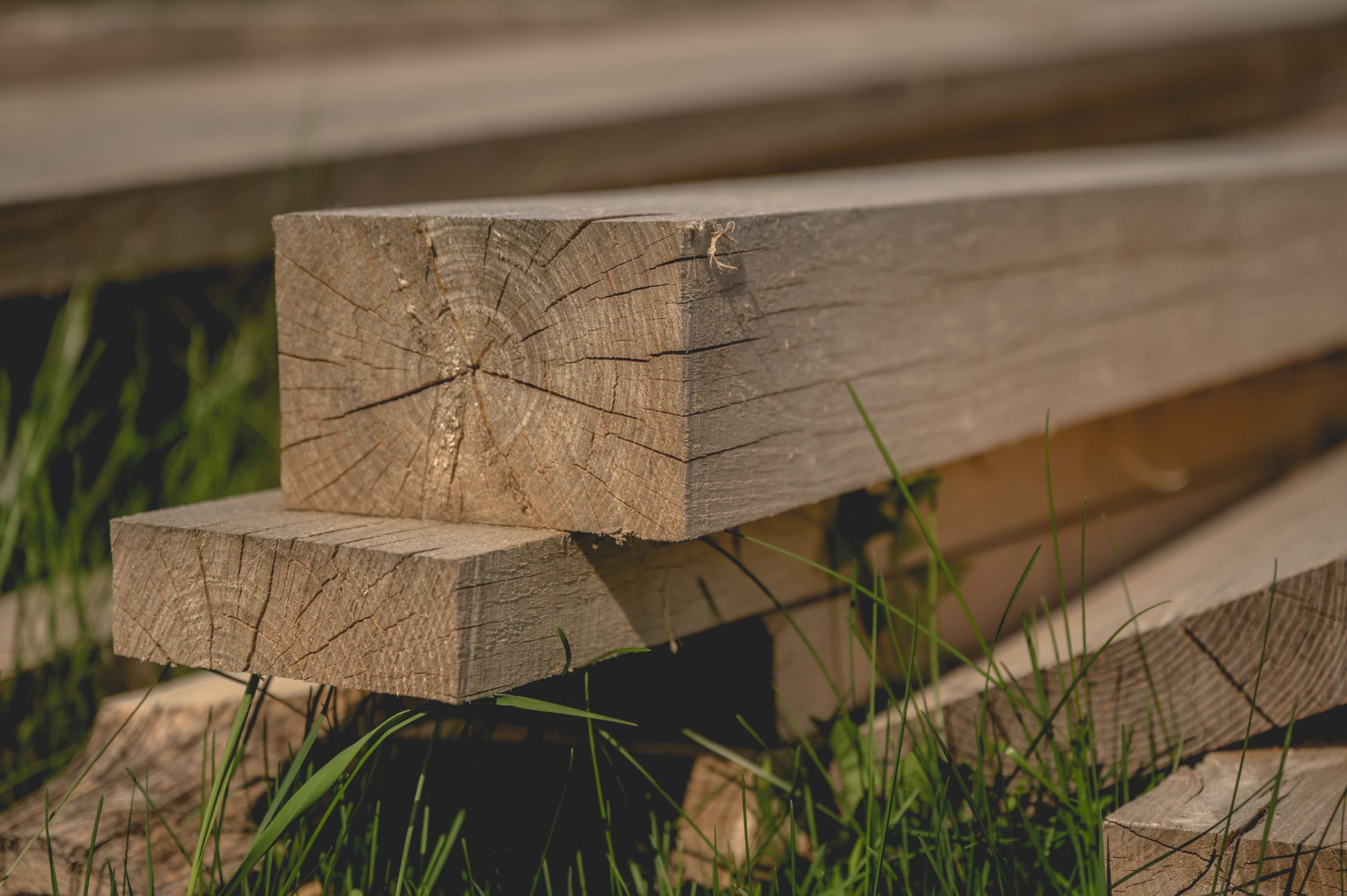 Gallery - Black Locust