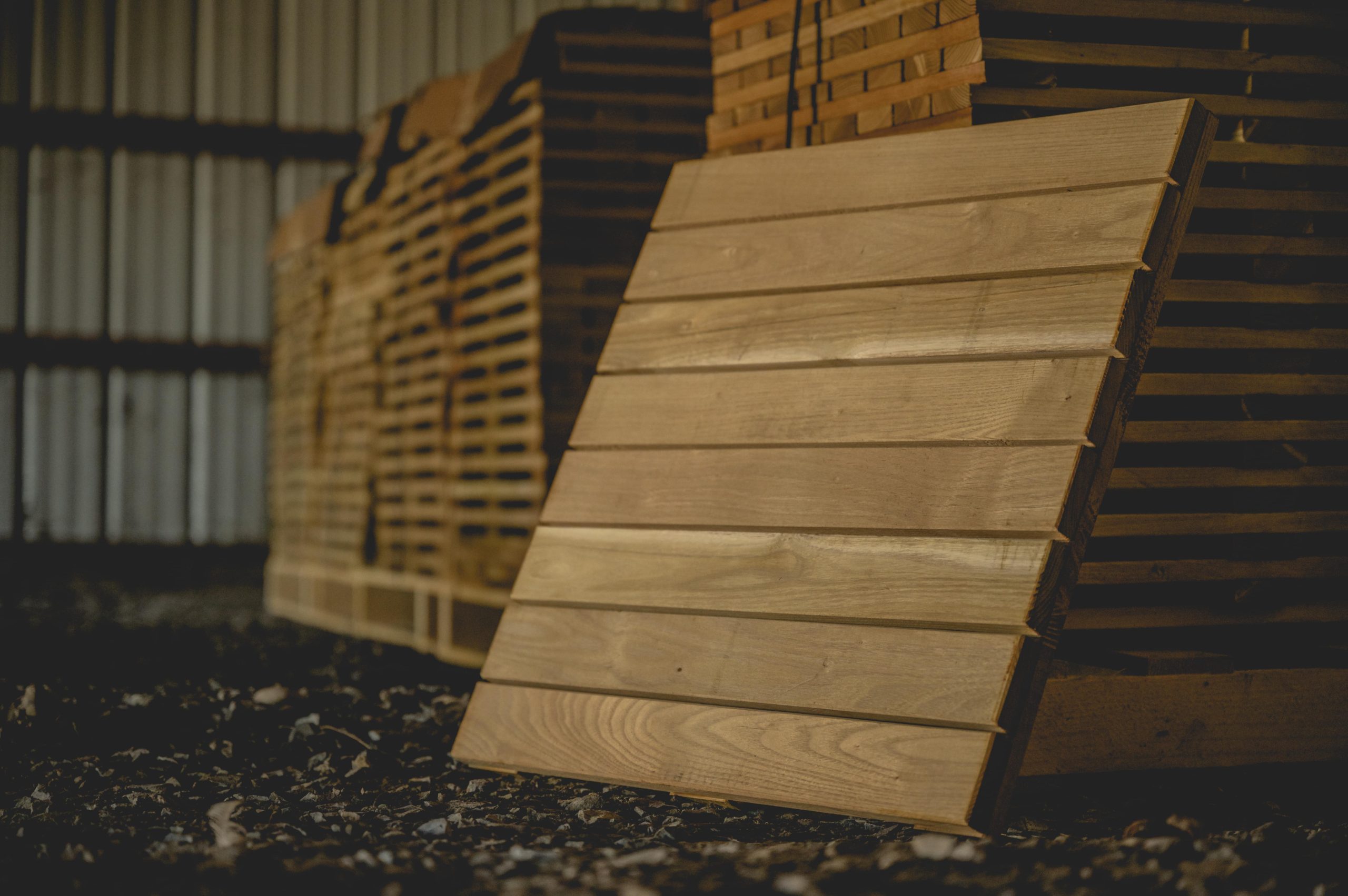 Gallery - Black Locust