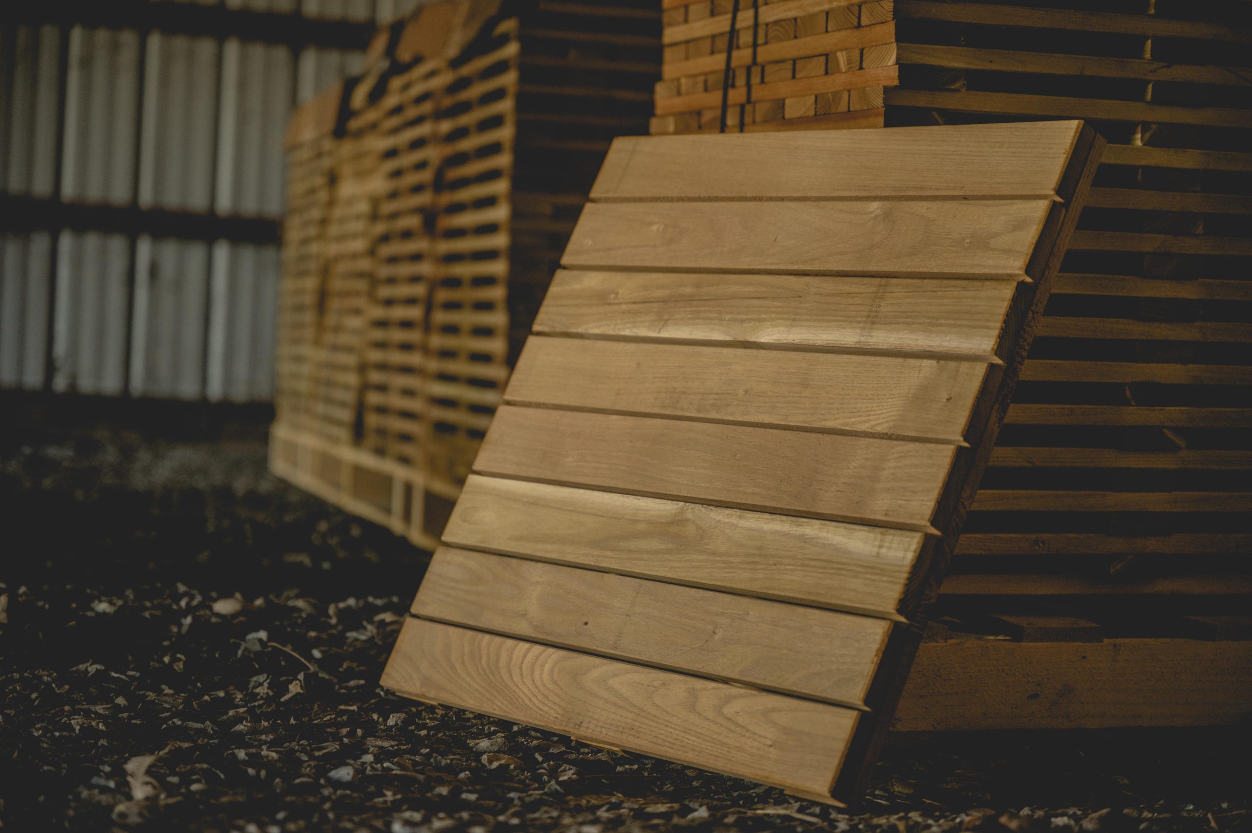 Gallery - Black Locust