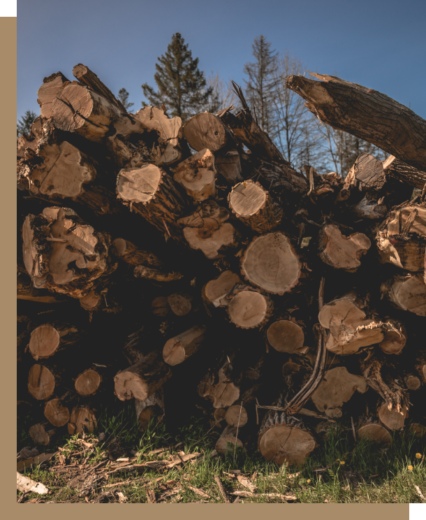 Home - Black Locust